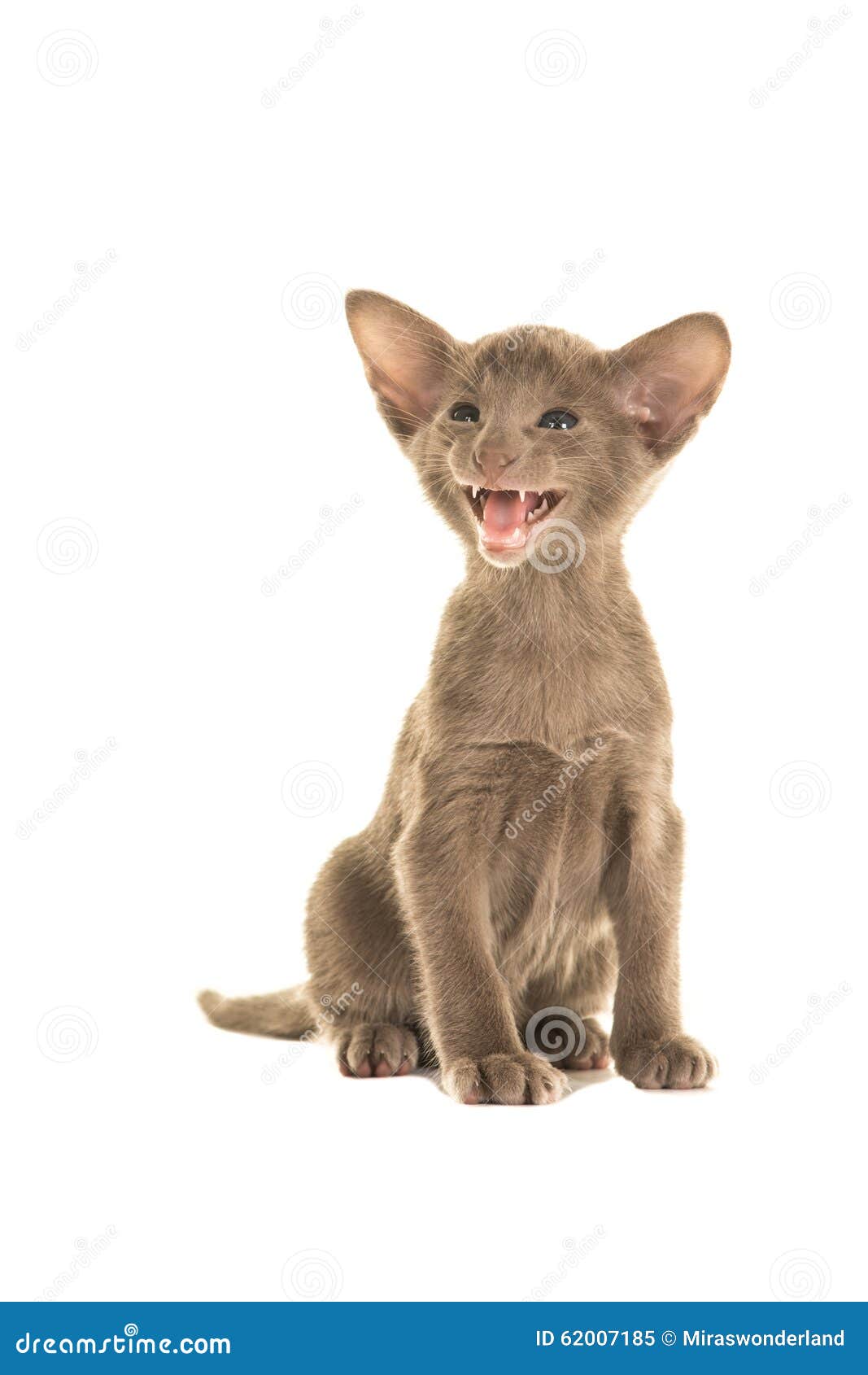 Chat Siamois Gris Mignon De Bébé Photos Stock - Téléchargez 14 Photos ...