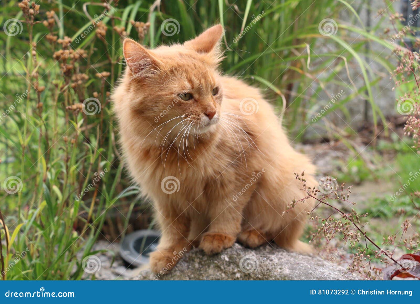 Chat somali photo stock. Image du vert, centrales, brancher - 81073292