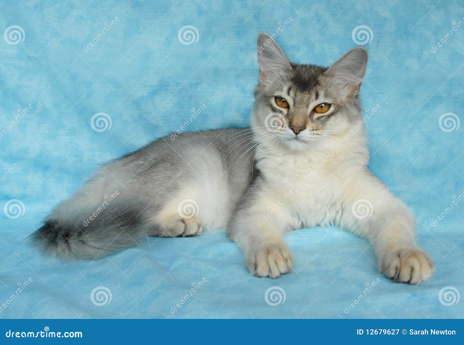 Chat somali argenté bleu image stock. Image du repos - 12679627