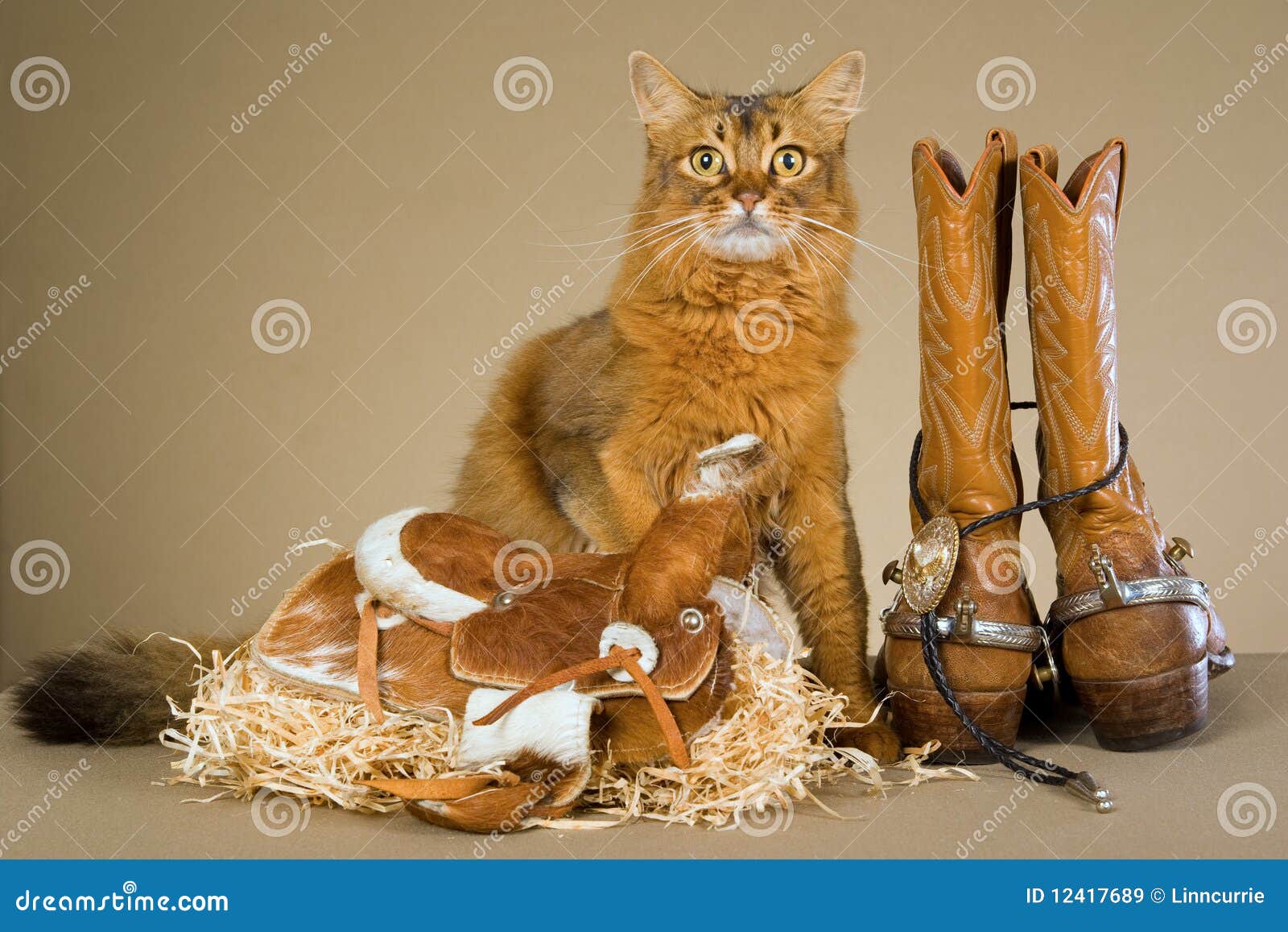 Chat Somali Avec Des Trains De Cowboy Image stock - Image du yeux ...