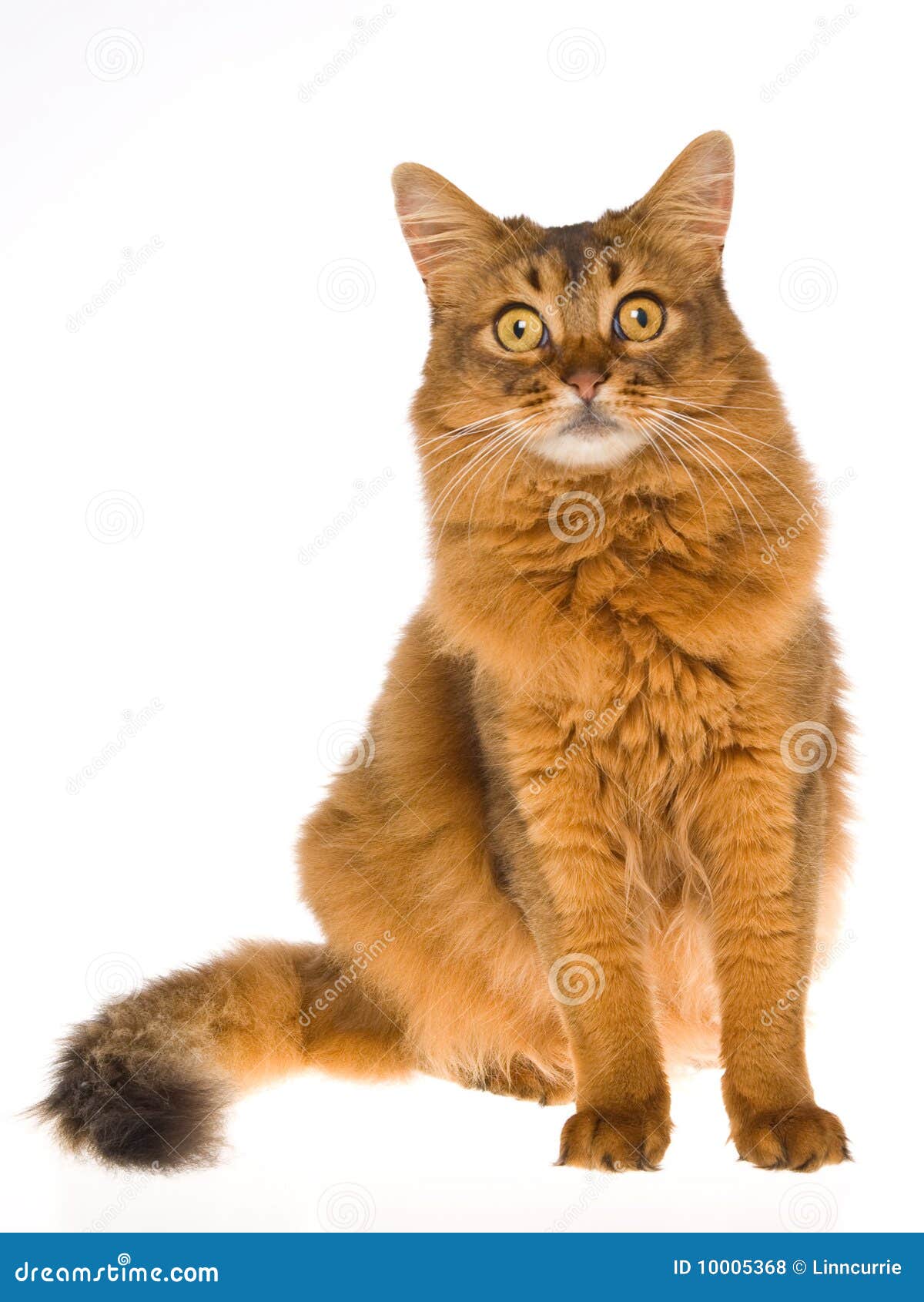 Chat Somali Se Reposant Sur Le Fond Blanc Photo stock - Image du ...