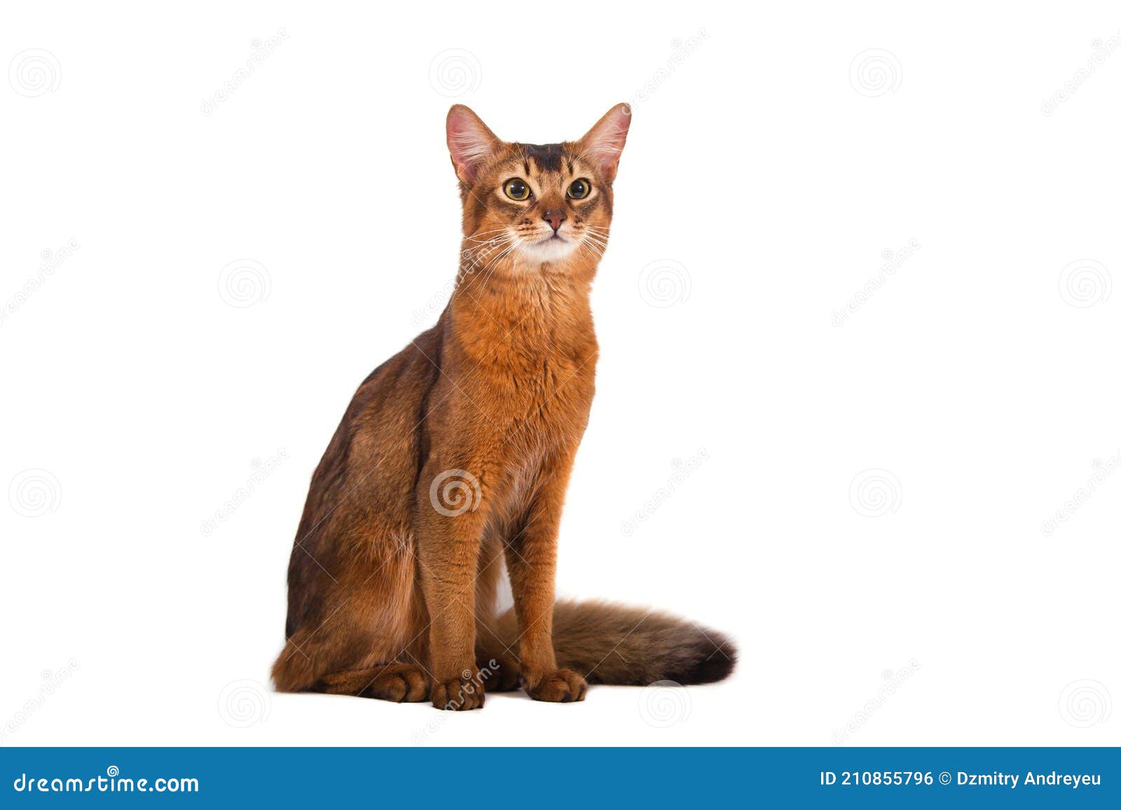 Chat somali photo stock. Image du beau, félin, femelle - 210855796