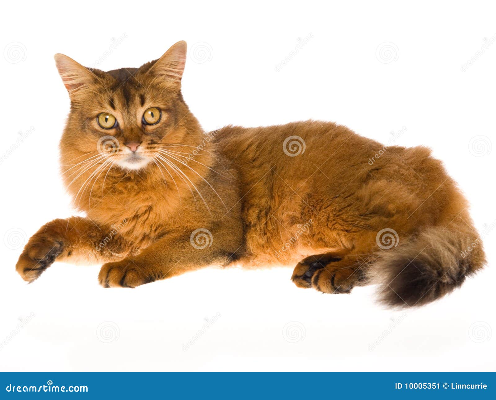 Chat Somali Sur Le Fond Blanc Image stock - Image du chat, blanc: 10005351