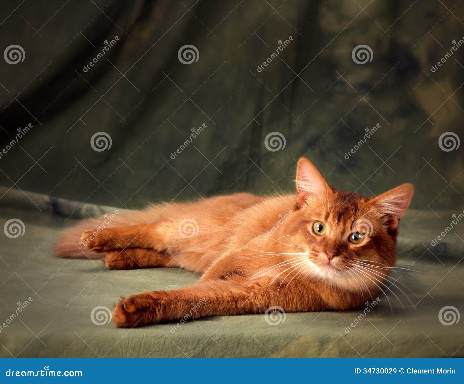Chat somalien image stock. Image du chat, chaton, fourrure - 34730029