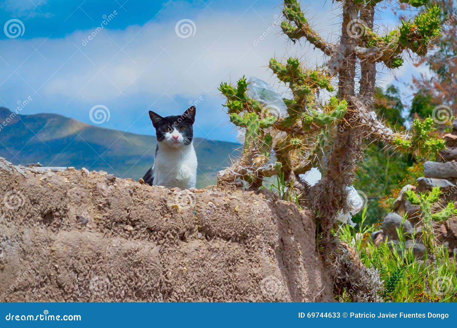 Chat Sur Le Mur De La Terre Image stock - Image du extérieur, beau ...
