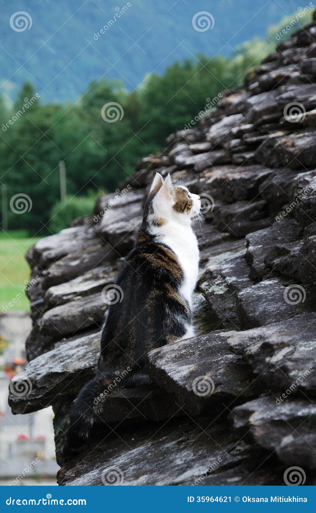 Chat sur le toit en pierre image stock. Image du mammifère - 35964621