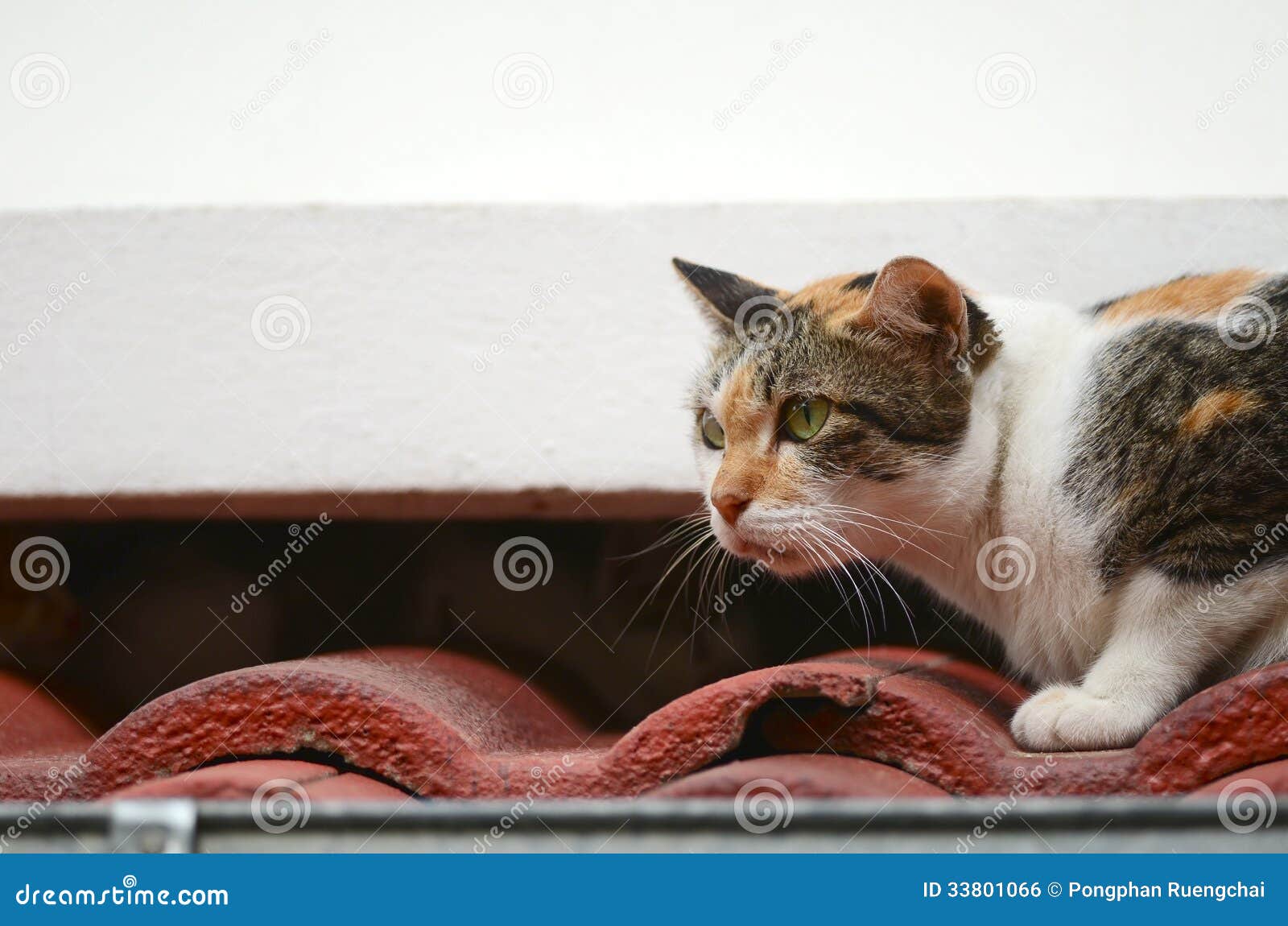 Chat sur un toit photo stock. Image du animal, verticale - 33801066