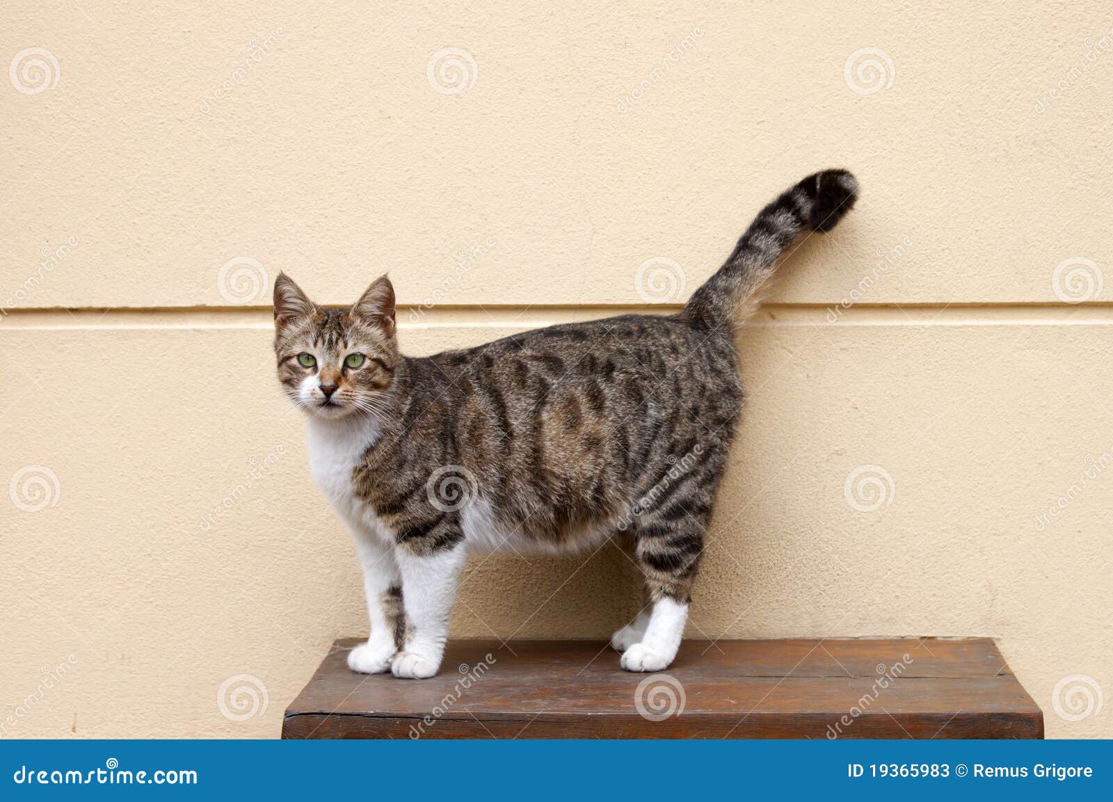 Chat Sur Une Table - Format CRU Image stock - Image du félin, isolement ...