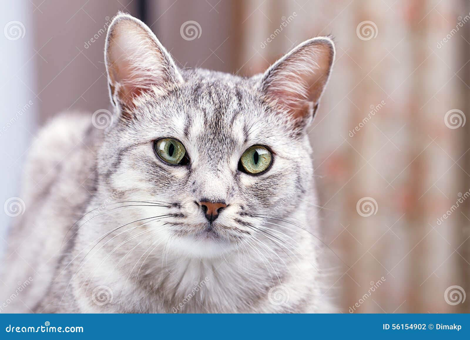 Chat tigré gris photo stock. Image du cheveu, attentif - 56154902