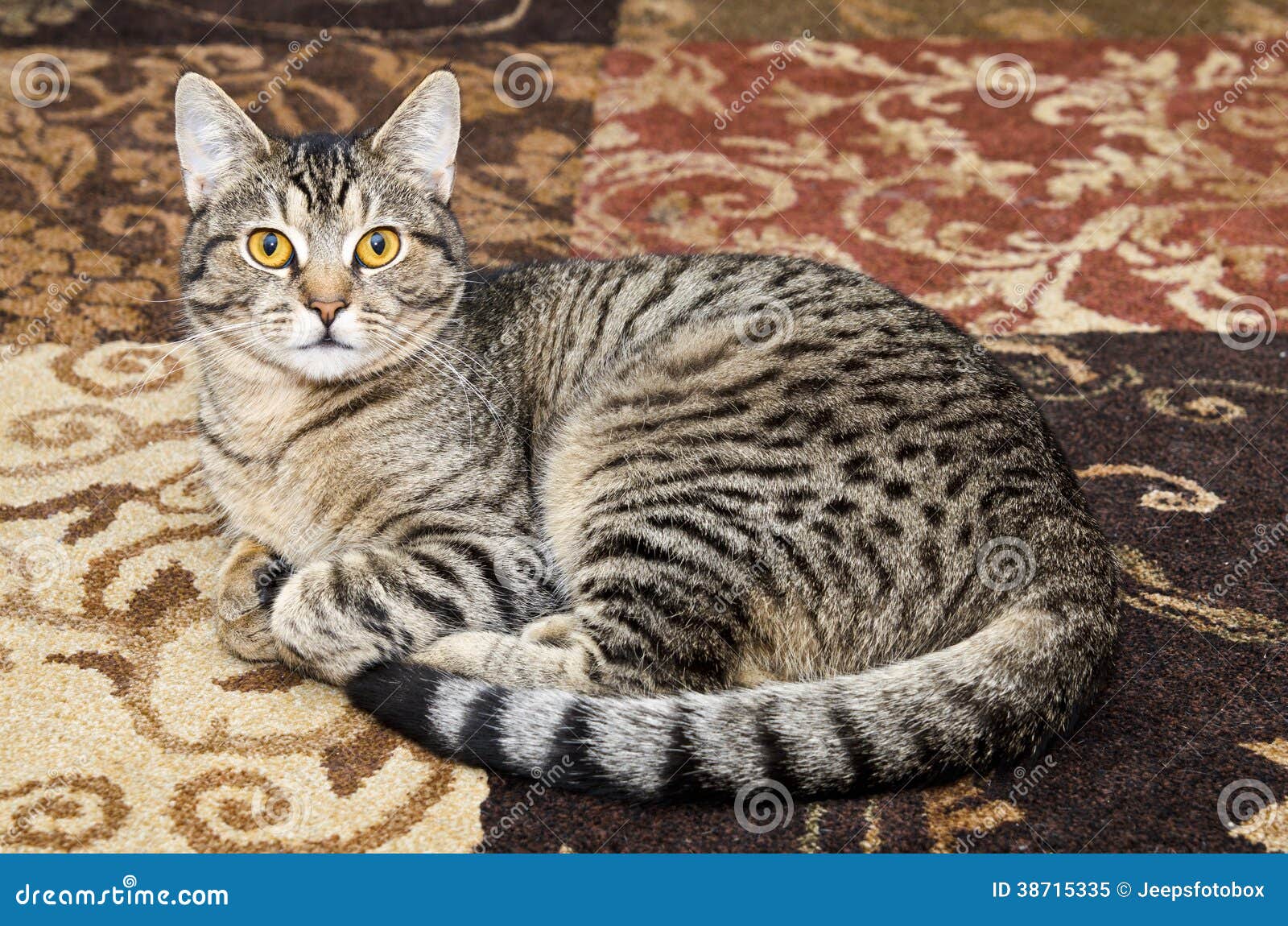 Chat Tigré Gris S'étendant Sur Le Tapis Photo libre de droits - Image ...