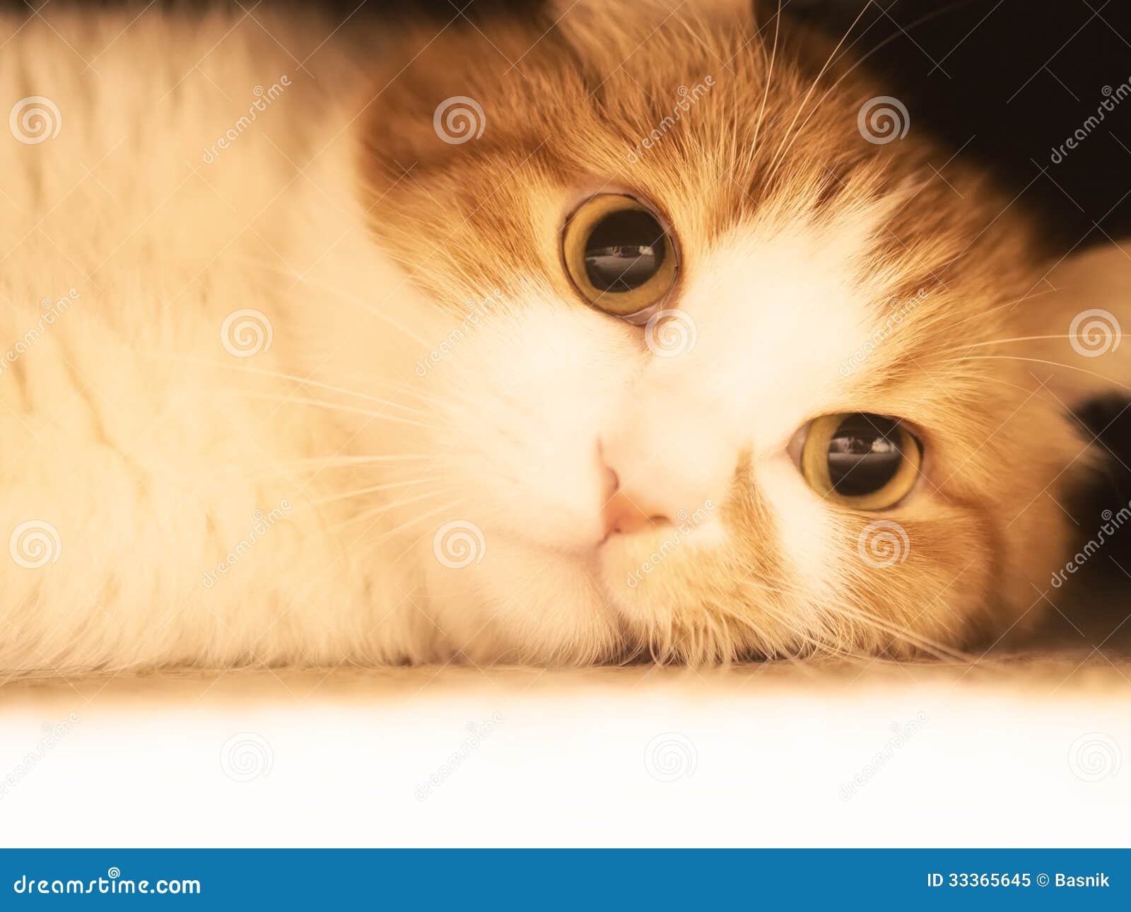 Chat triste image stock. Image du animal, garfield, expression - 33365645