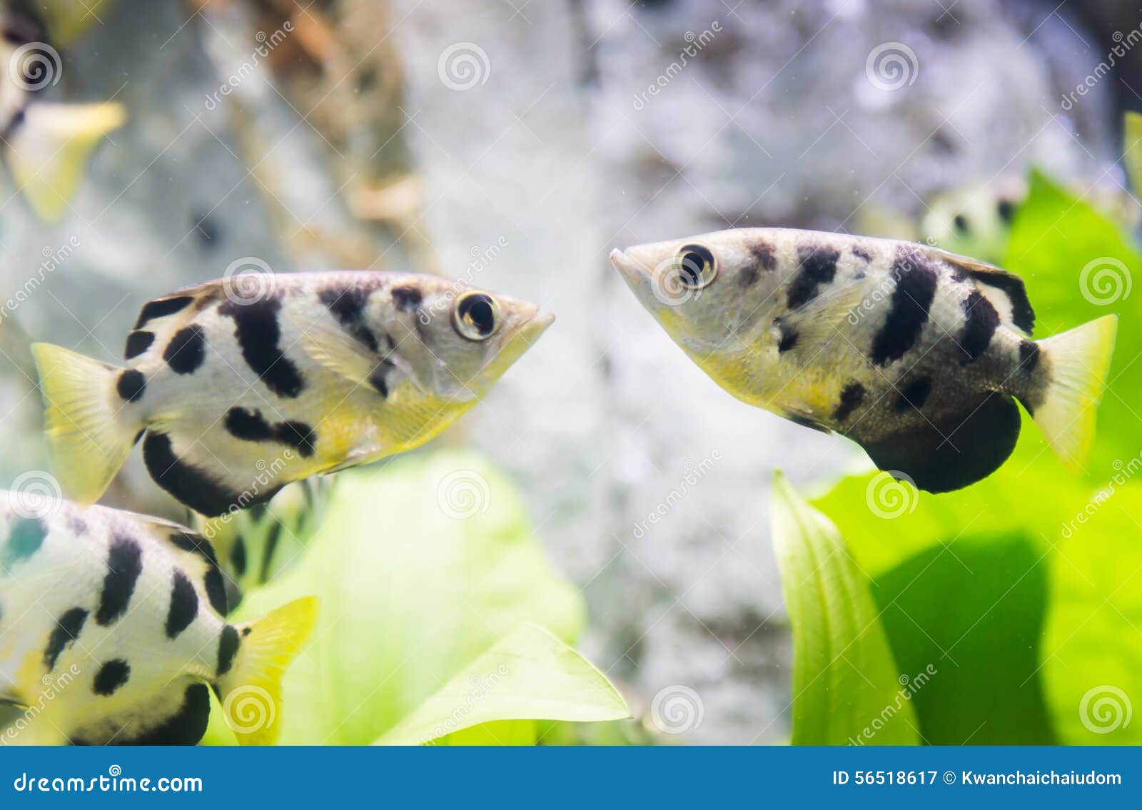 Chatareus De Toxotes, Poisson D'archer Image stock - Image du asiatique ...
