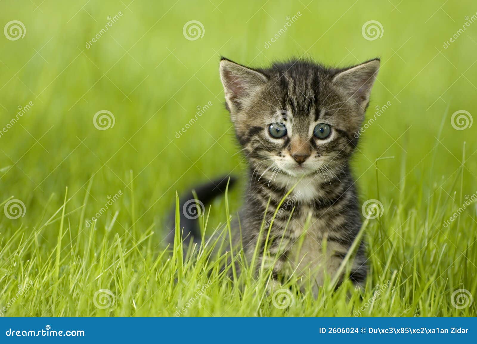 Chaton photo stock. Image du mignon, jeune, zone, pose - 2606024