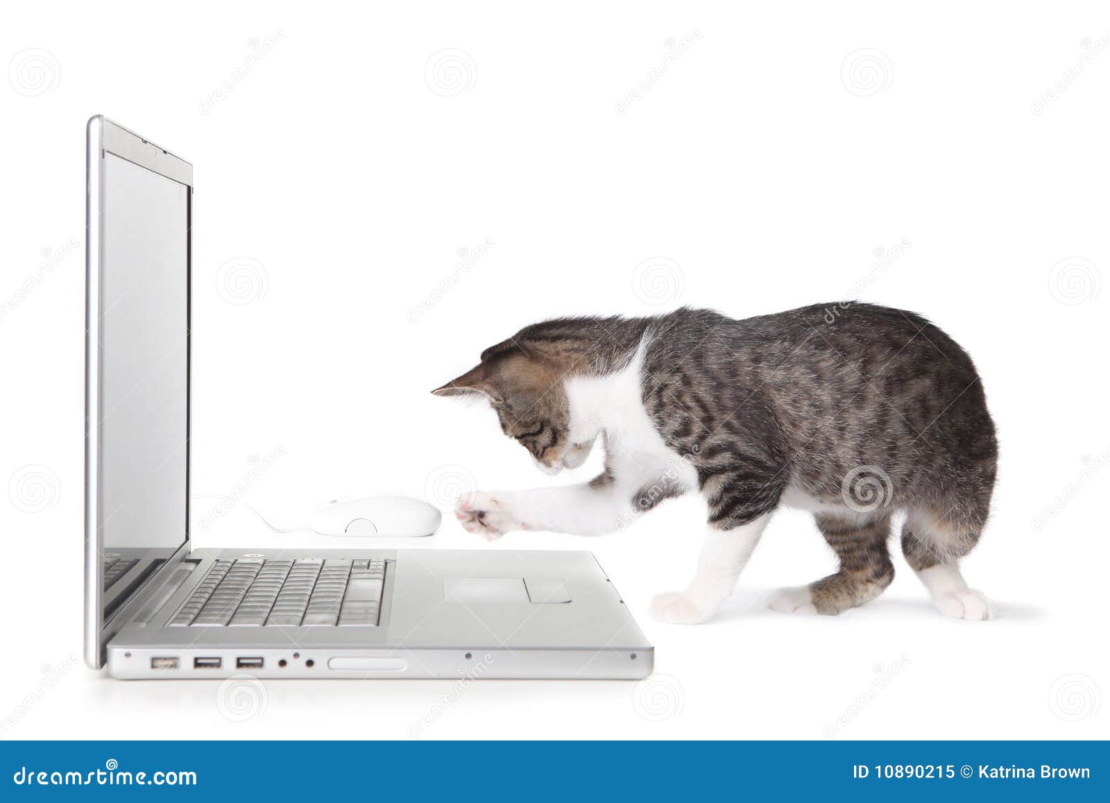 Chaton Adorable Utilisant L'ordinateur Portable Image stock - Image du ...