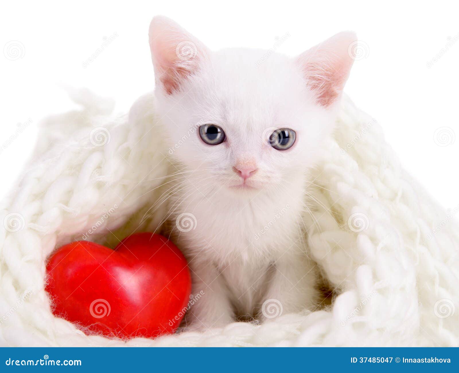 Chaton avec le coeur image stock. Image du amour, février - 37485047