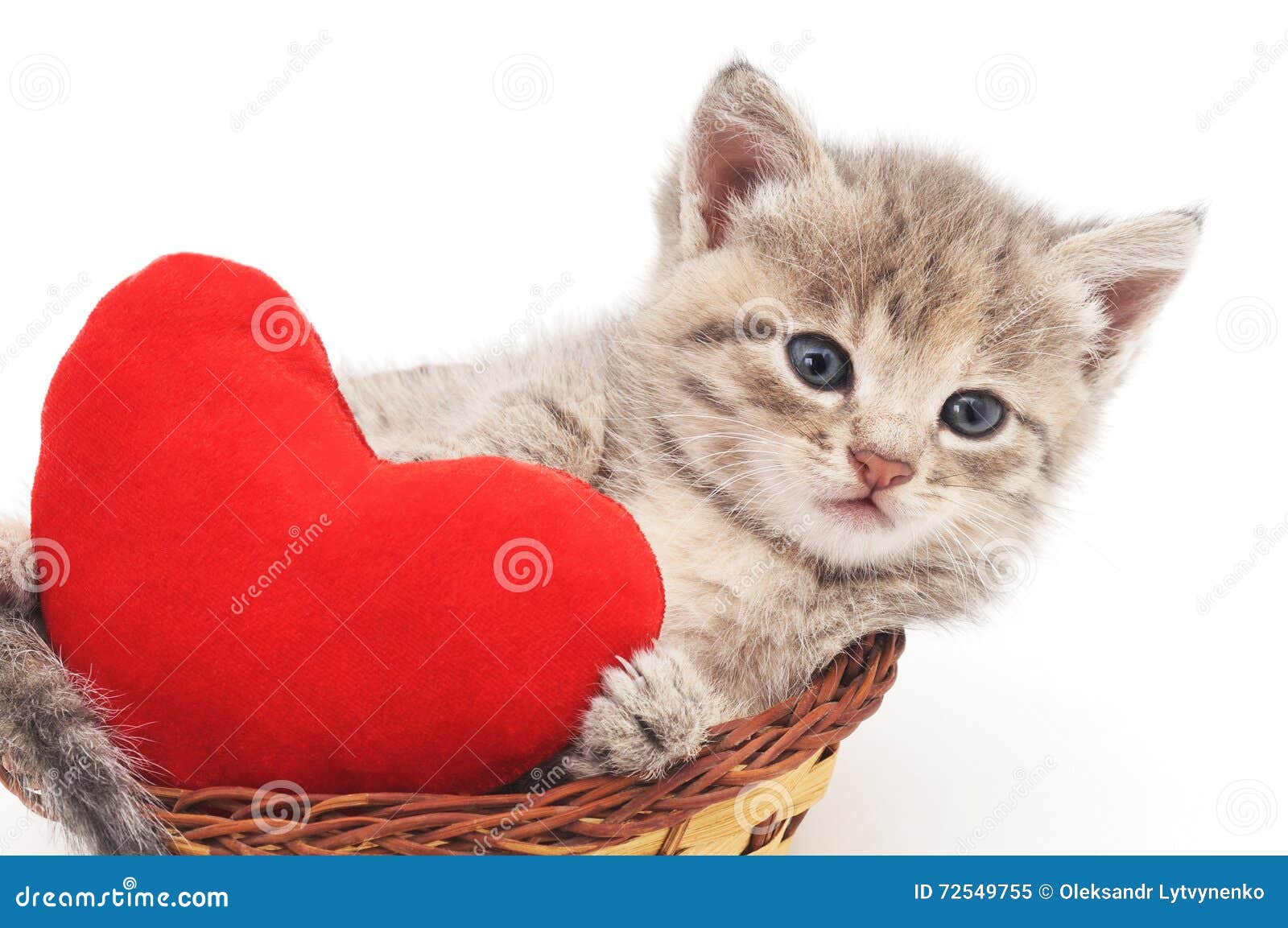 Chaton Avec Le Coeur De Jouet Image stock - Image du amour, domestique ...
