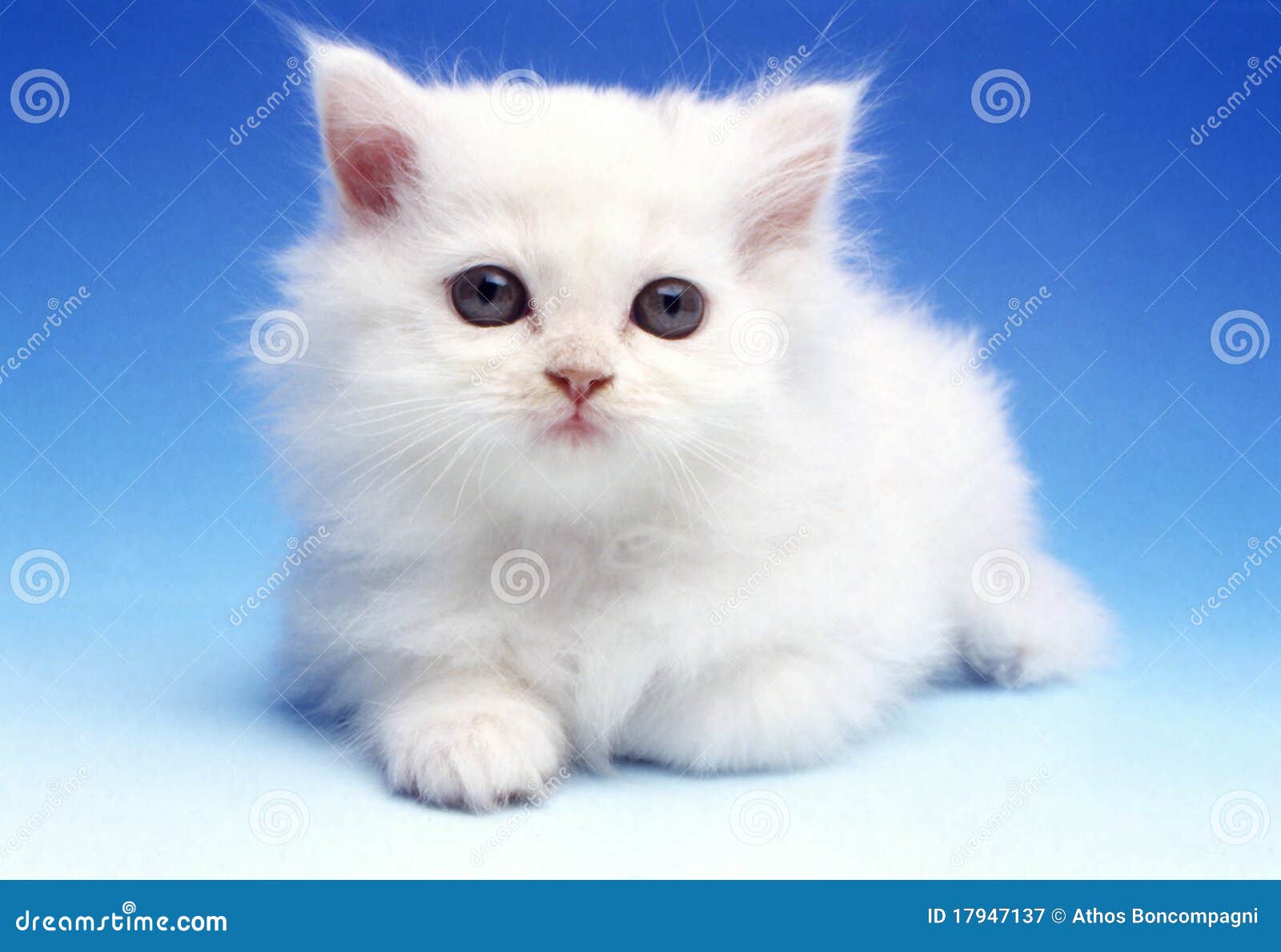 Chaton blanc image stock. Image du pets, regarder, mignon - 17947137