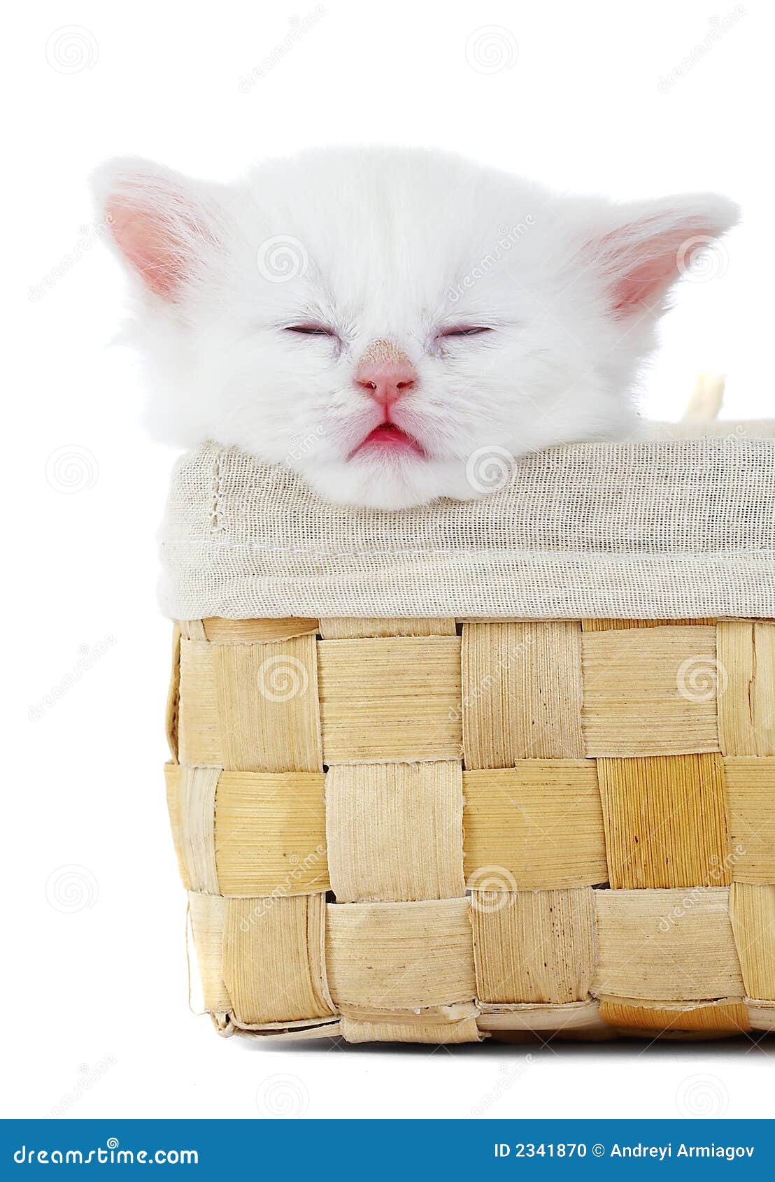 Chaton blanc photo stock. Image du fourrure, fond, visage - 2341870
