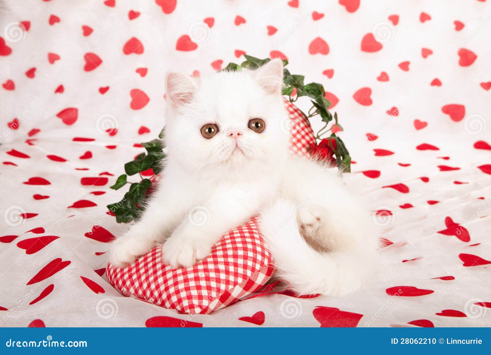 Chaton Blanc Avec Des Coeurs D'amour Photo stock - Image du adorable ...