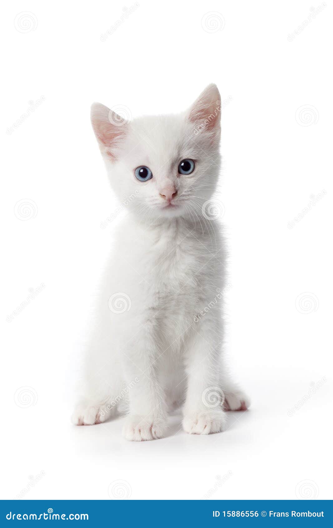 Chaton Blanc Mignon Avec Des œil Bleu Photo stock - Image of mignon ...