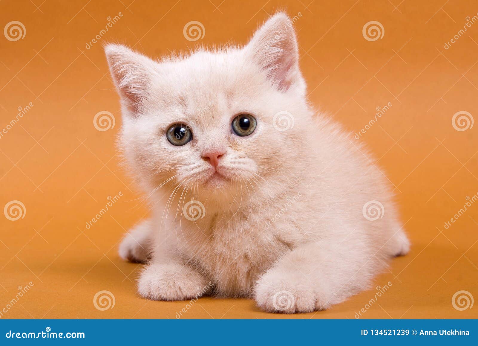 Chaton Britannique Beige De Chat Sur Une Orange Image stock - Image of ...
