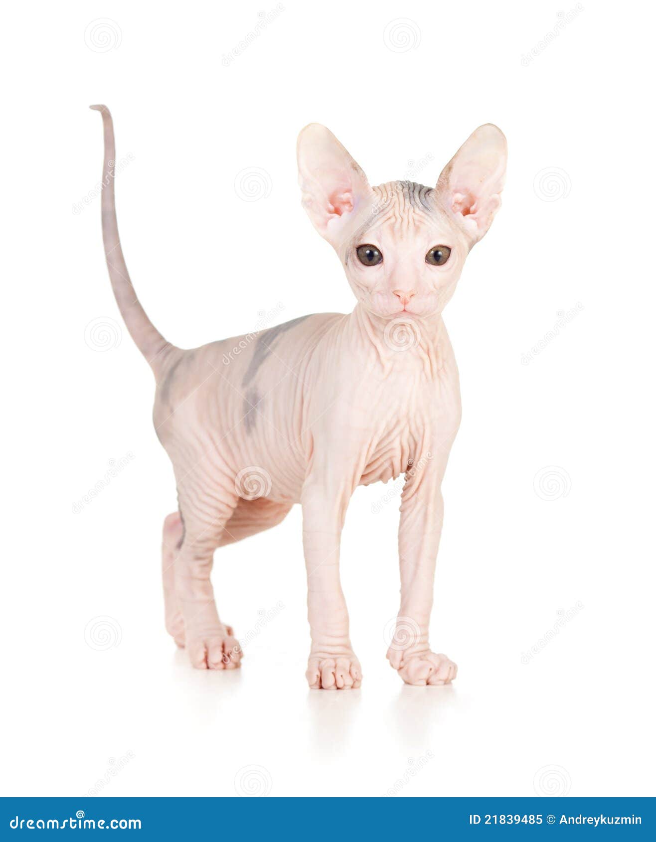 Chaton Chauve Drôle De Sphynx Image stock - Image of oreilles, chauve ...