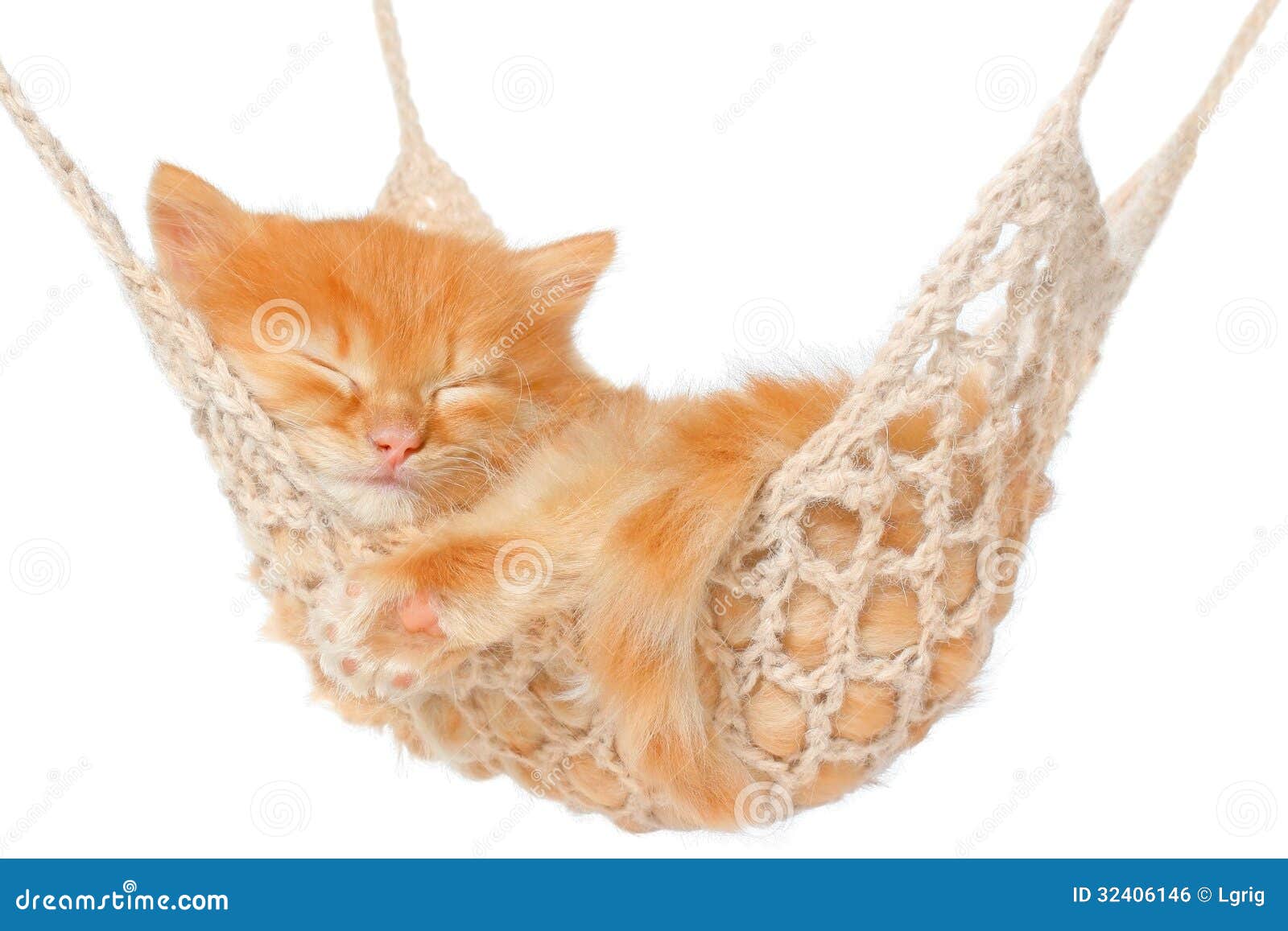 Chaton D'une Chevelure Rouge Mignon Dormant Dans L'hamac Photo stock ...