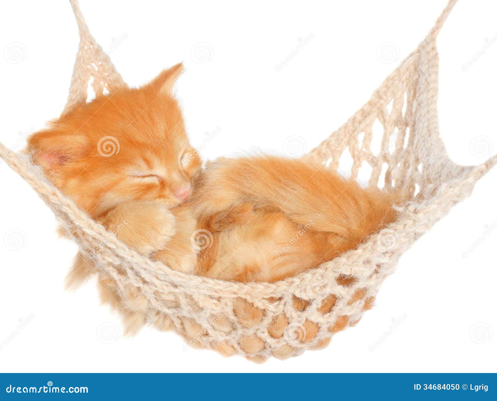 Chaton D'une Chevelure Rouge Mignon Dormant Dans L'hamac Photo stock ...