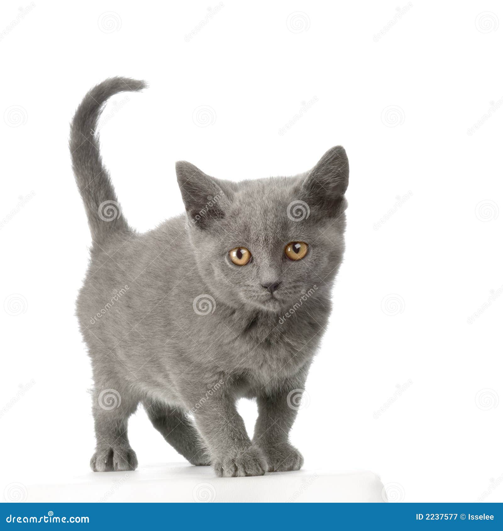 Chaton de Chartreux image stock. Image du domestique, favori - 2237577