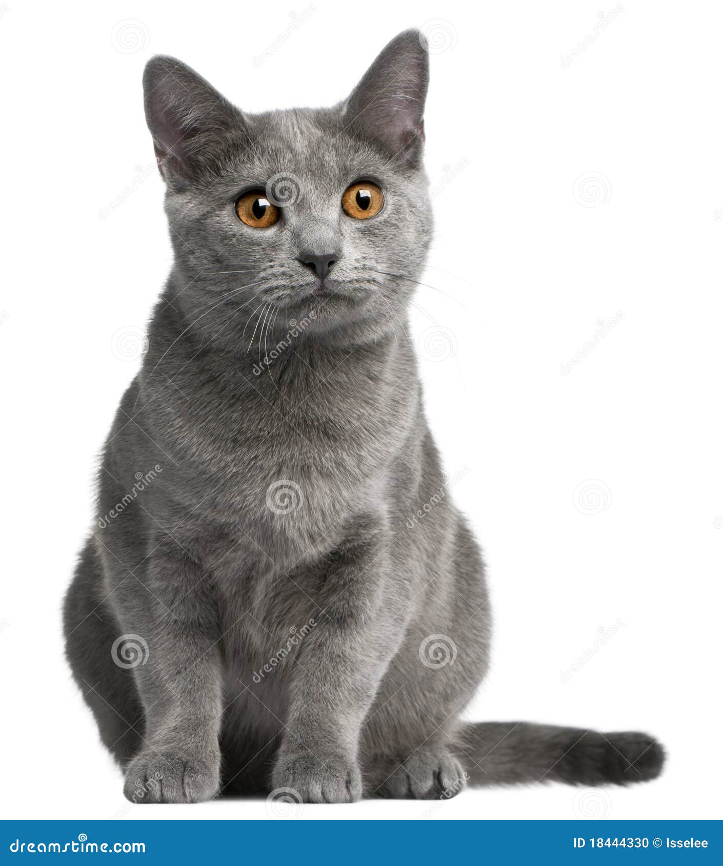 Chaton De Chartreux, 5 Mois Photo stock - Image du chaton, chat: 18444330