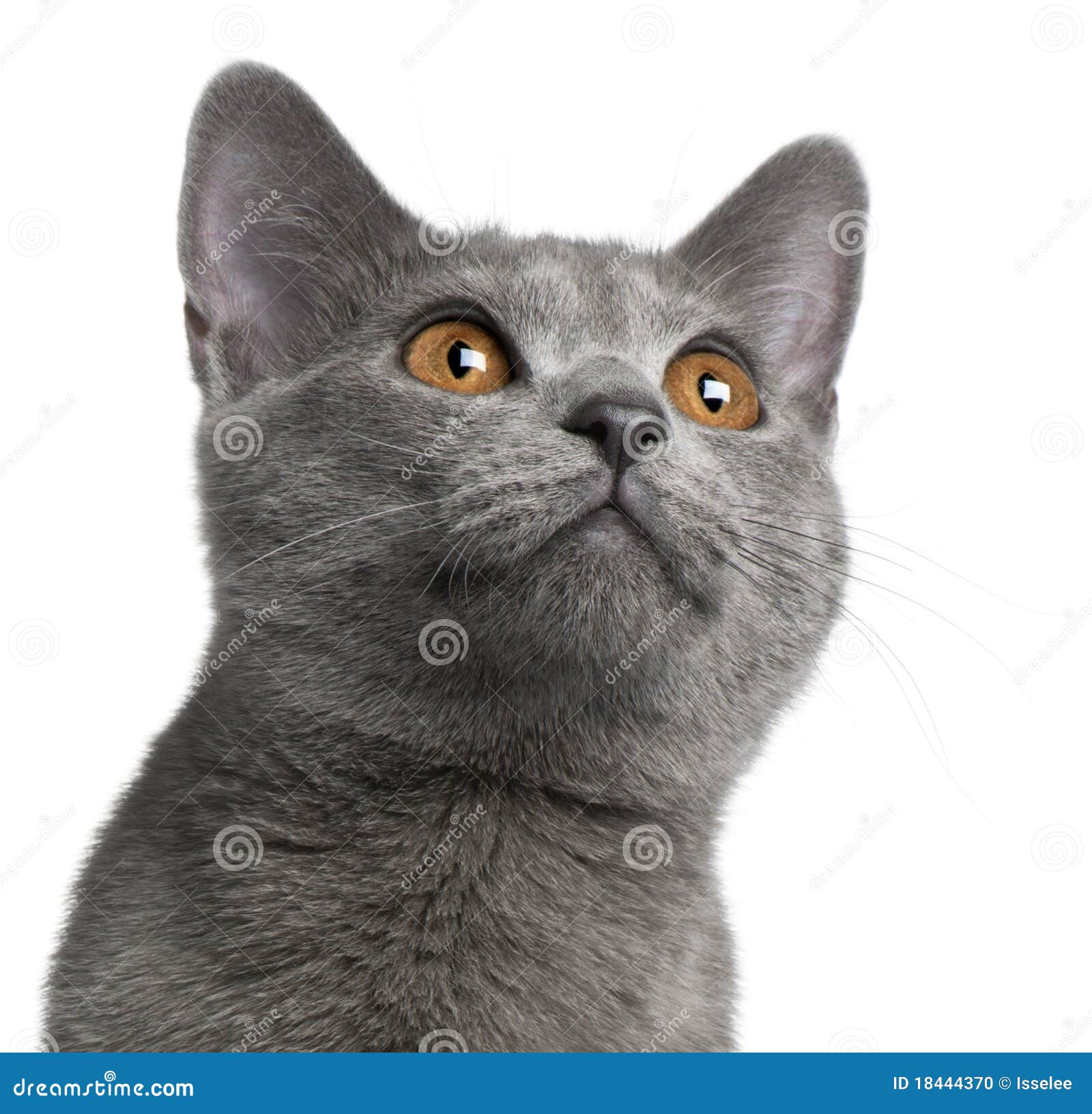 Chaton De Chartreux, 5 Mois Photo stock - Image du créature, indoors ...