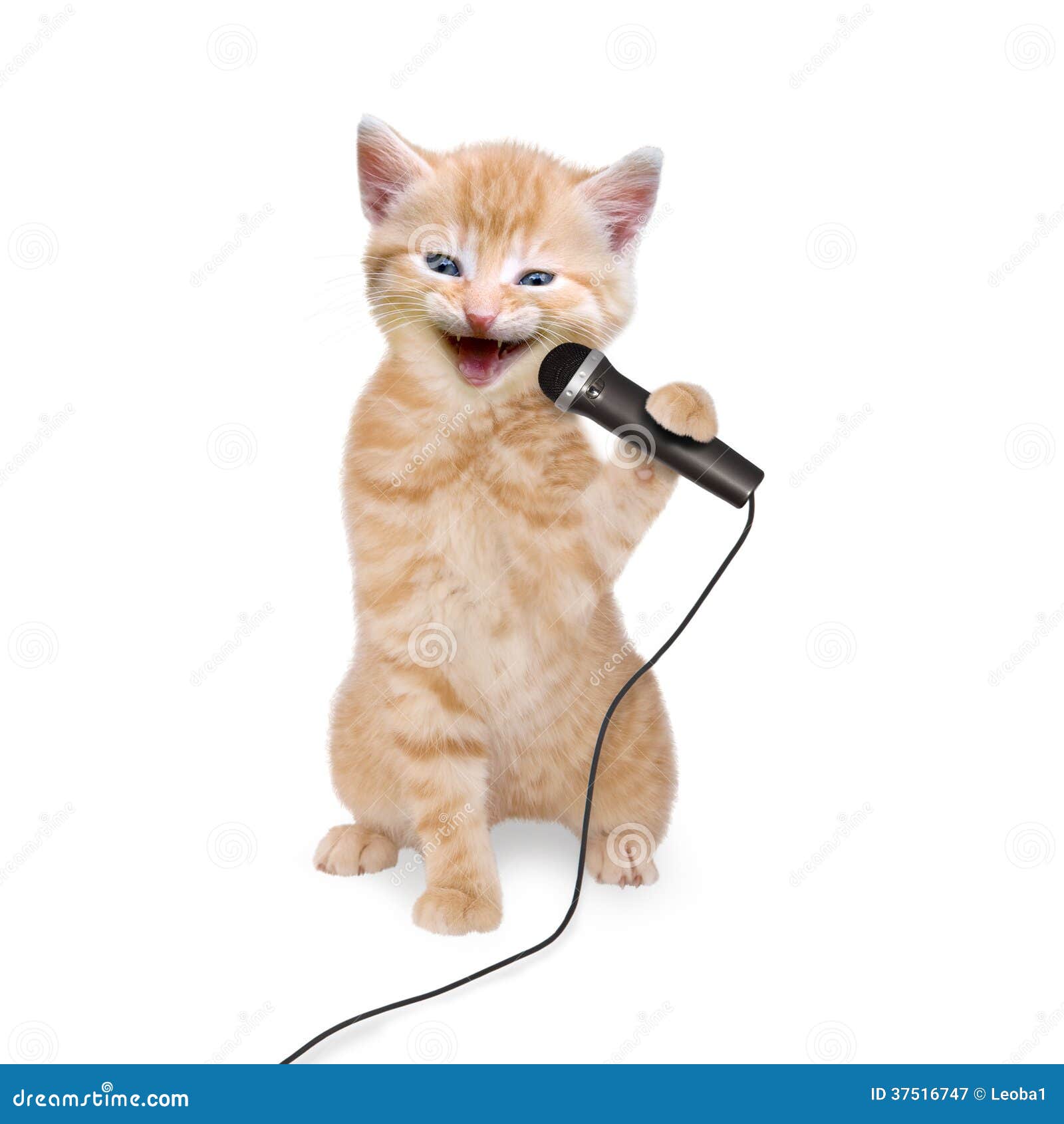 Chaton De Chat Chantant Dans Le Microphone Image stock - Image du ...