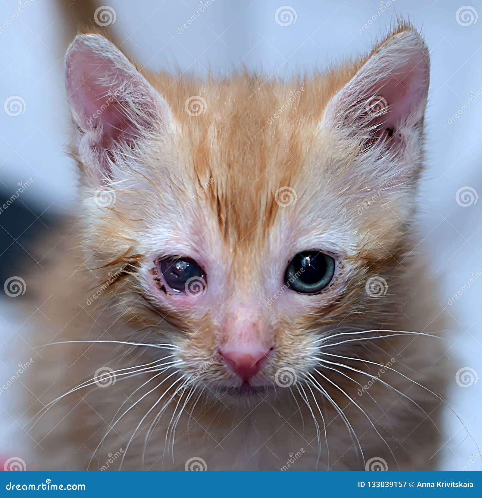 Chaton De Gingembre Avec Les Yeux Endoloris Image stock - Image du ...