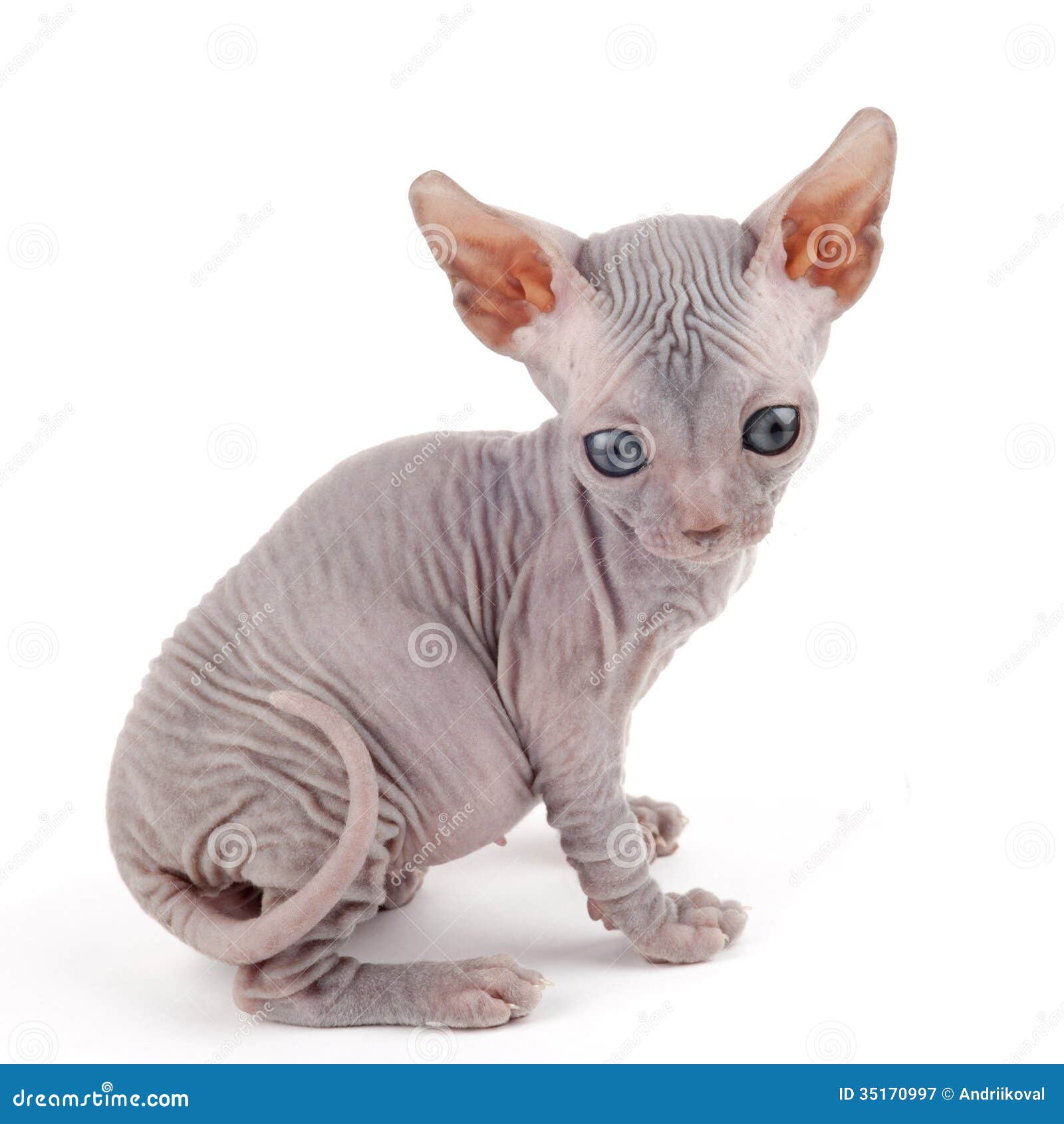 Chaton De Sphynx D'isolement Image stock - Image du pédigrée, pedigree ...