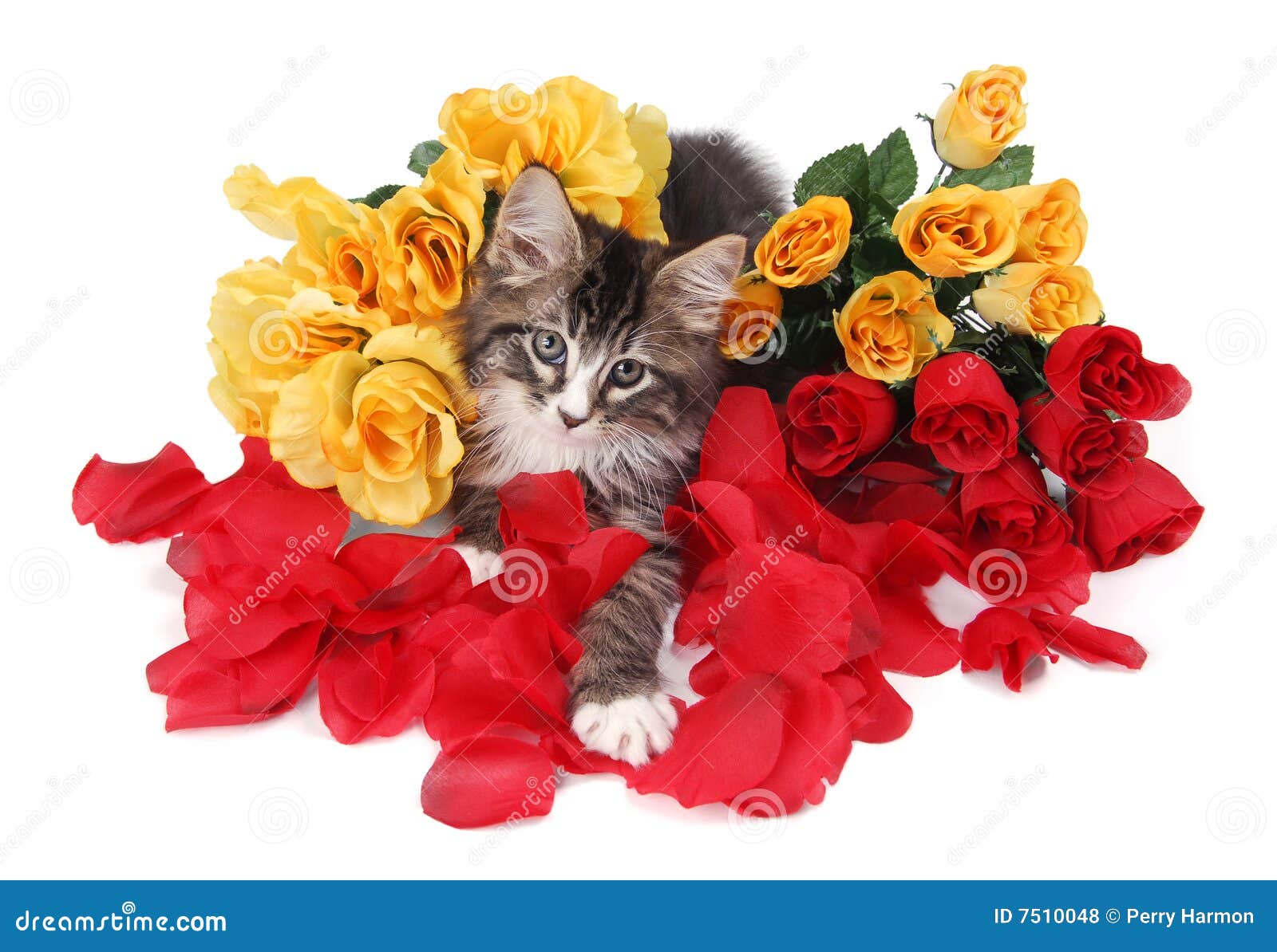 Chaton De Tabby Entouré Par Des Roses. Photo stock - Image du félin ...