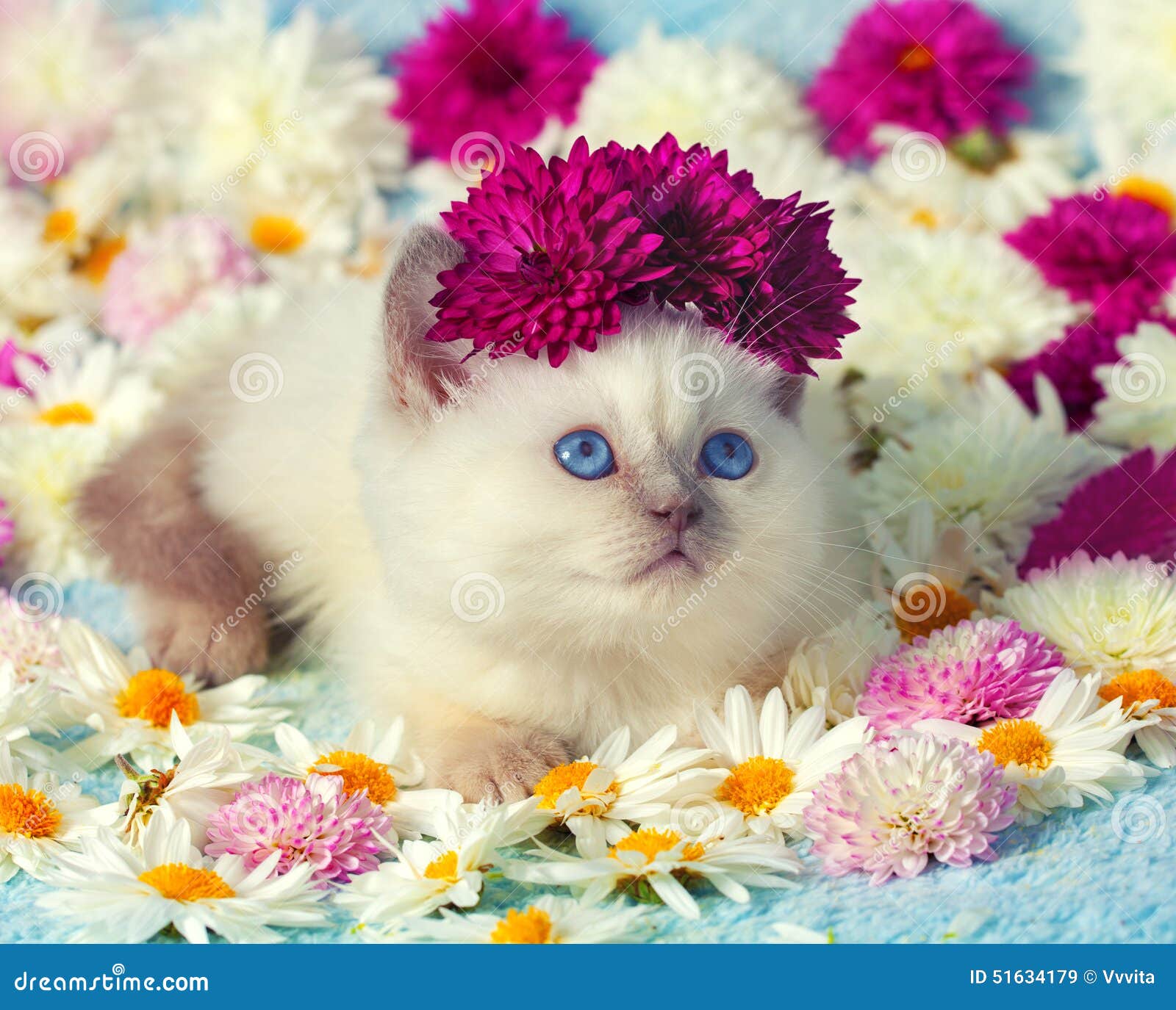 Chaton en fleurs image stock. Image du chat, vacances - 51634179