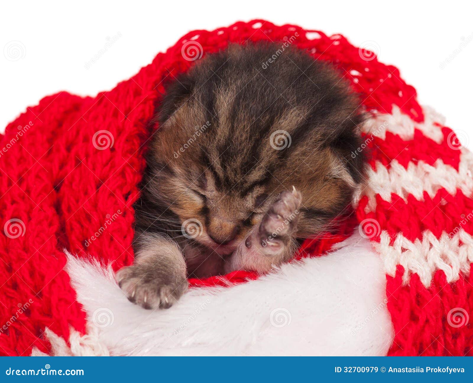Chaton endormi image stock. Image du mensonge, enfance - 32700979