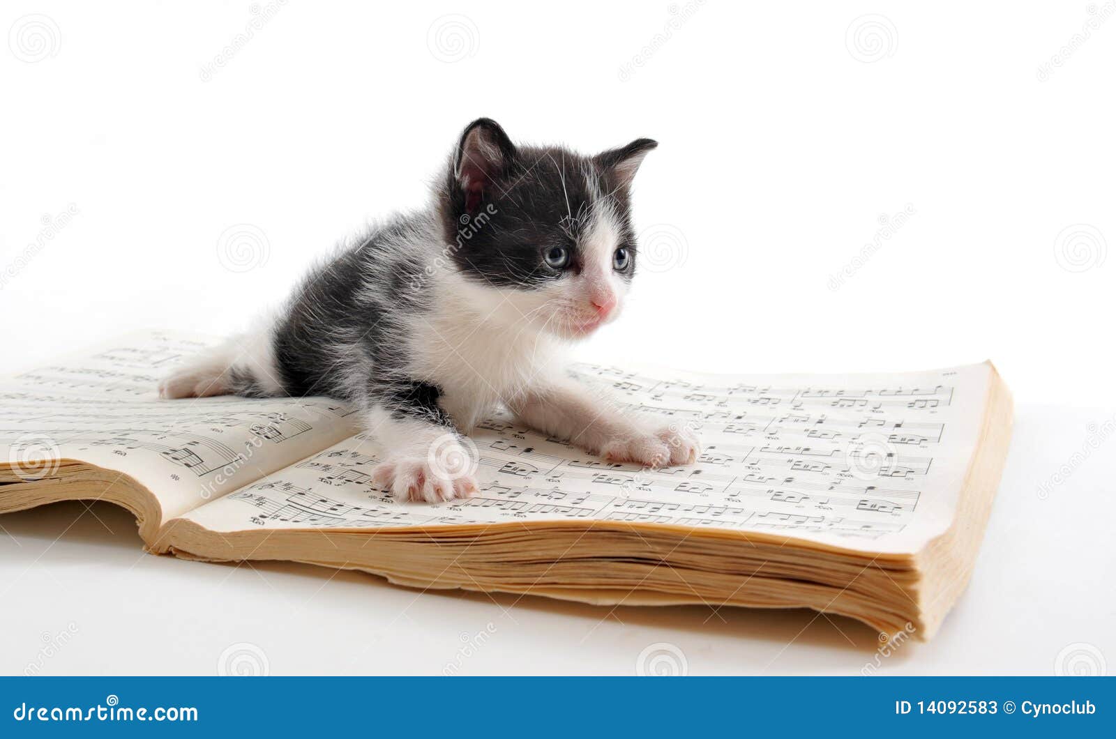 Chaton Et Cahier De Musique Image stock - Image du jeune, remarque ...