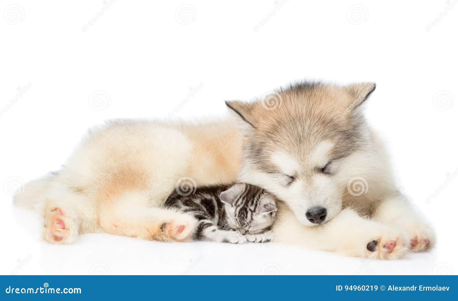 Chaton Et Chiot Dormant Ensemble D'isolement Sur Le Fond Blanc Image ...