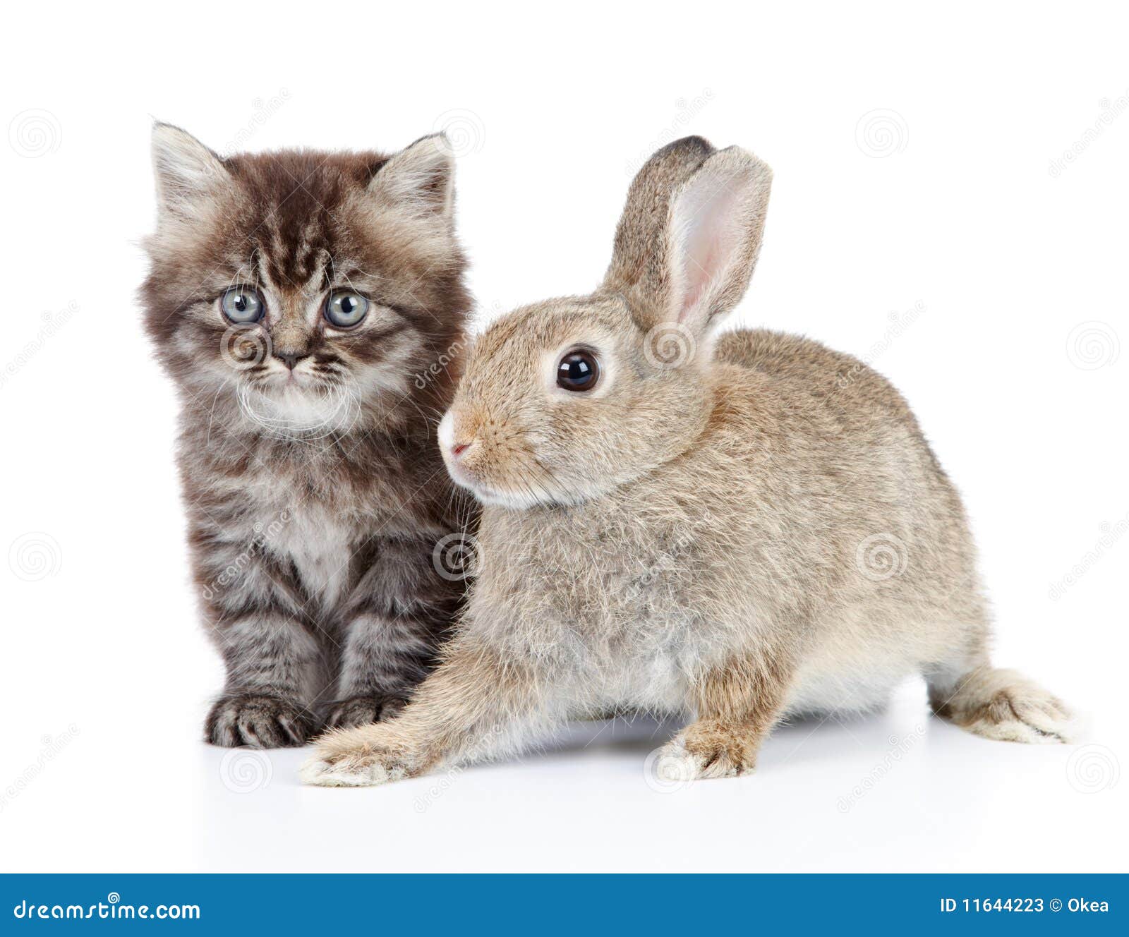 Chaton et lapin image stock. Image du nain, isolement - 11644223