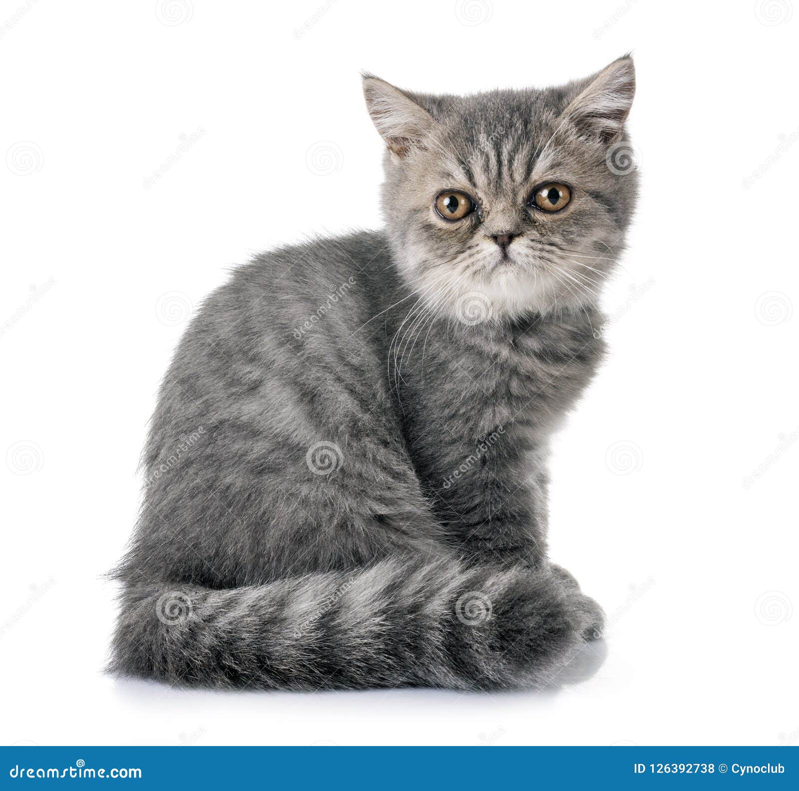 Chaton Exotique De Shorthair Photo stock - Image du chat, exotique ...