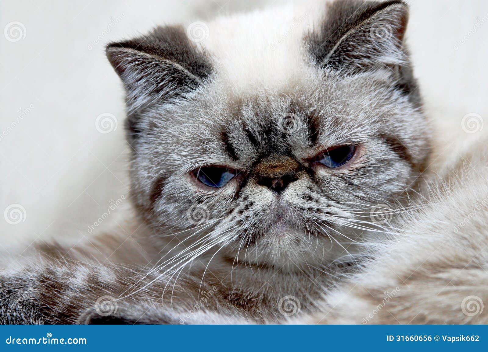 Chaton Exotique De Shorthair Photo stock - Image du barbu, strié: 31660656