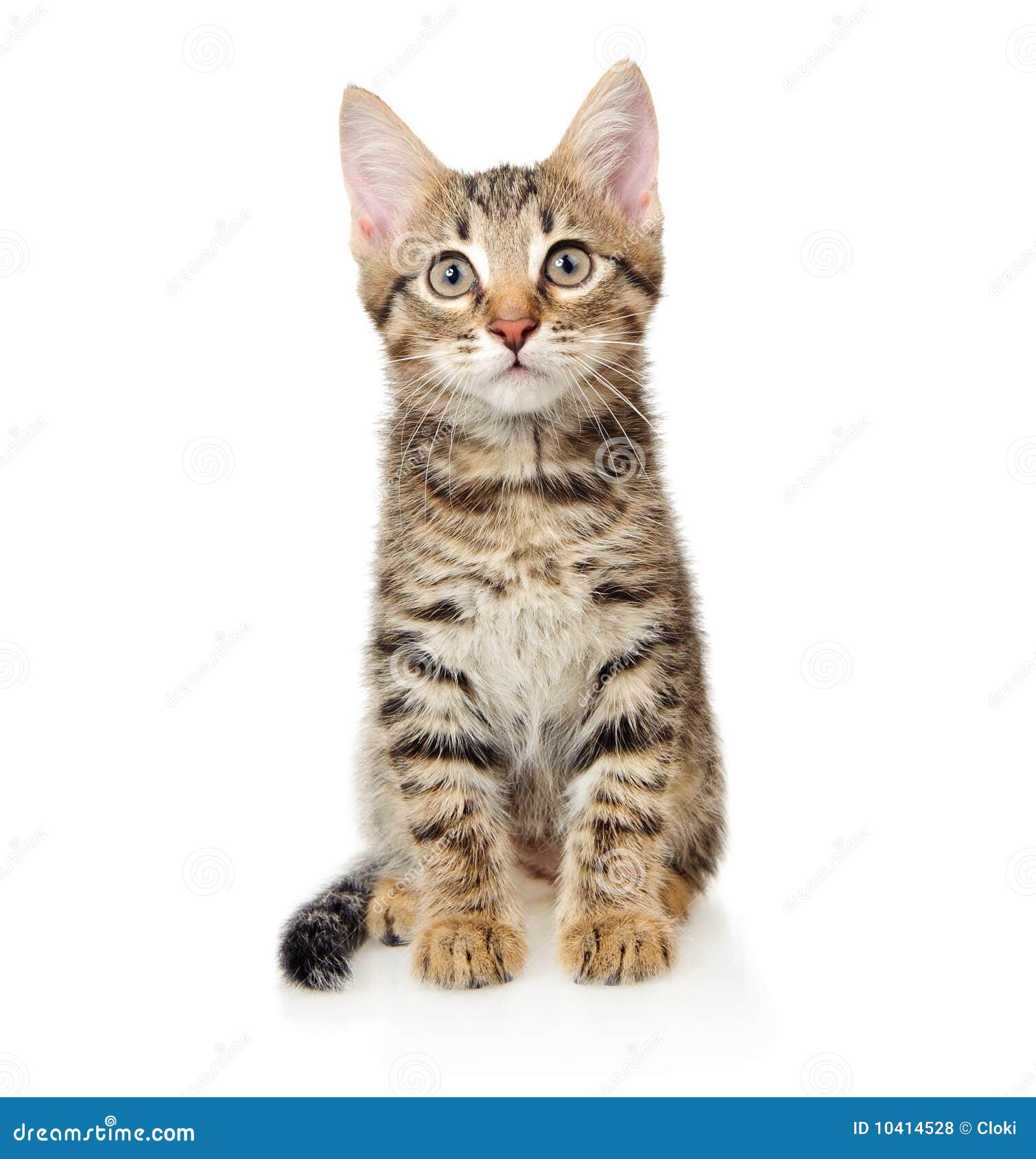 Chaton mignon photo stock. Image du assez, minou, britannique - 10414528