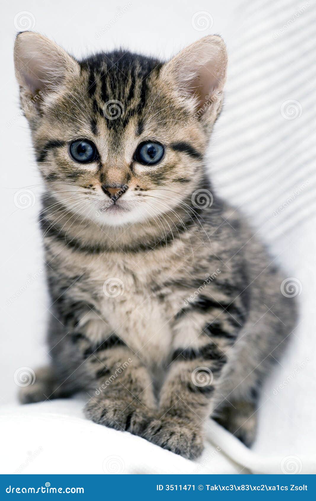 Chaton mignon image stock. Image du câlin, petit, amical - 3511471