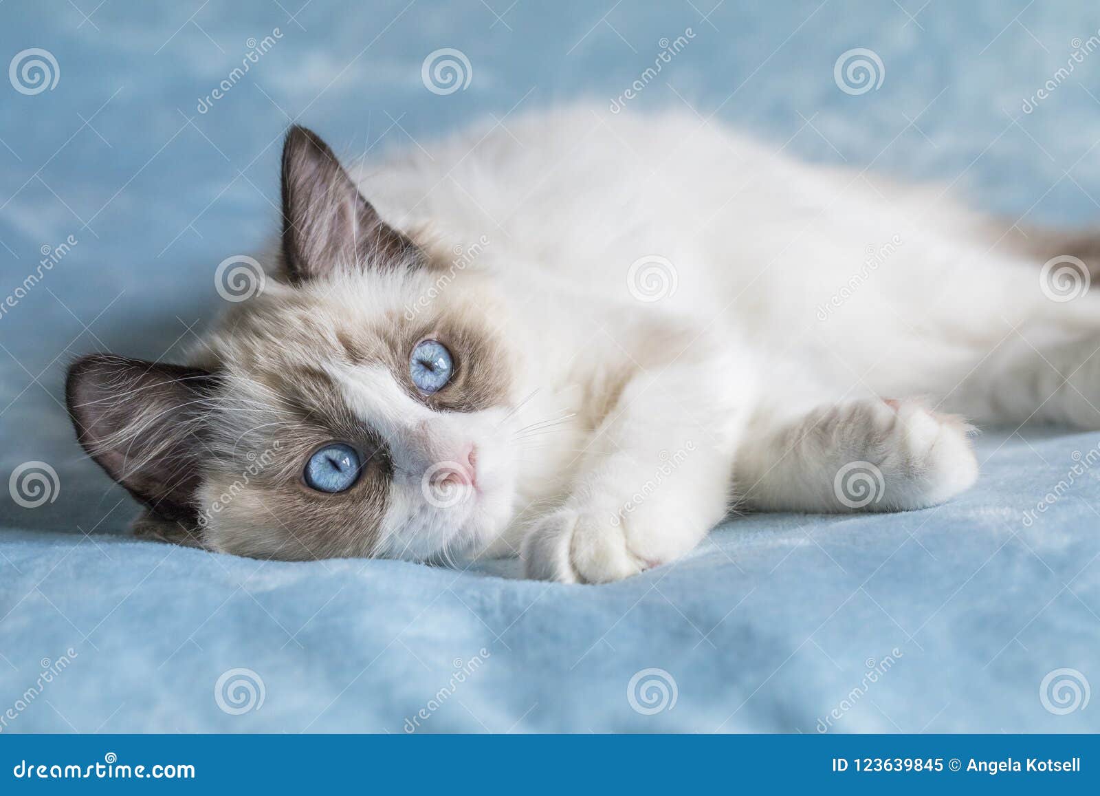 Chaton mignon de Ragdoll image stock. Image du chat - 123639845