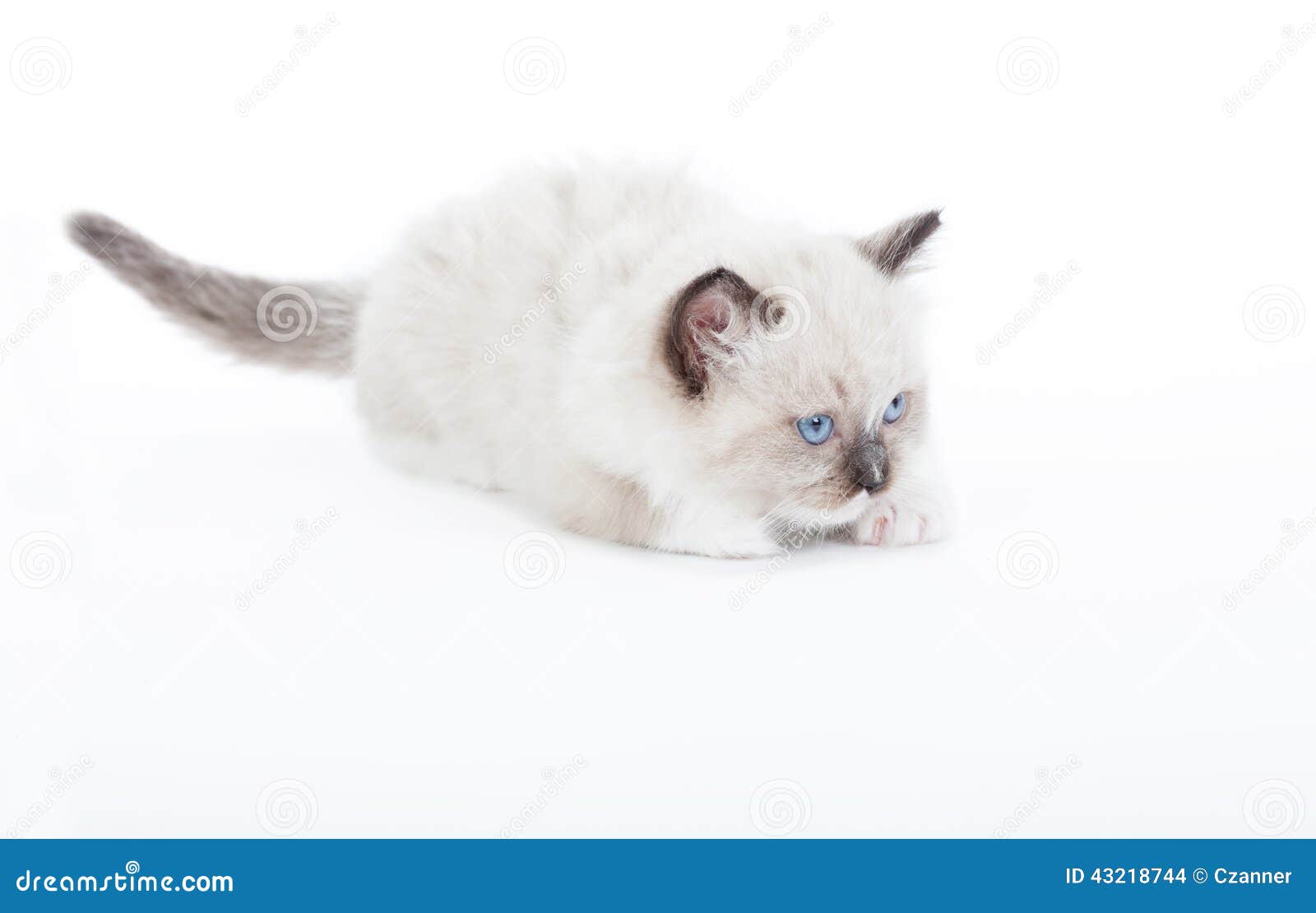 Chaton mignon de Ragdoll photo stock. Image du jeune - 43218744
