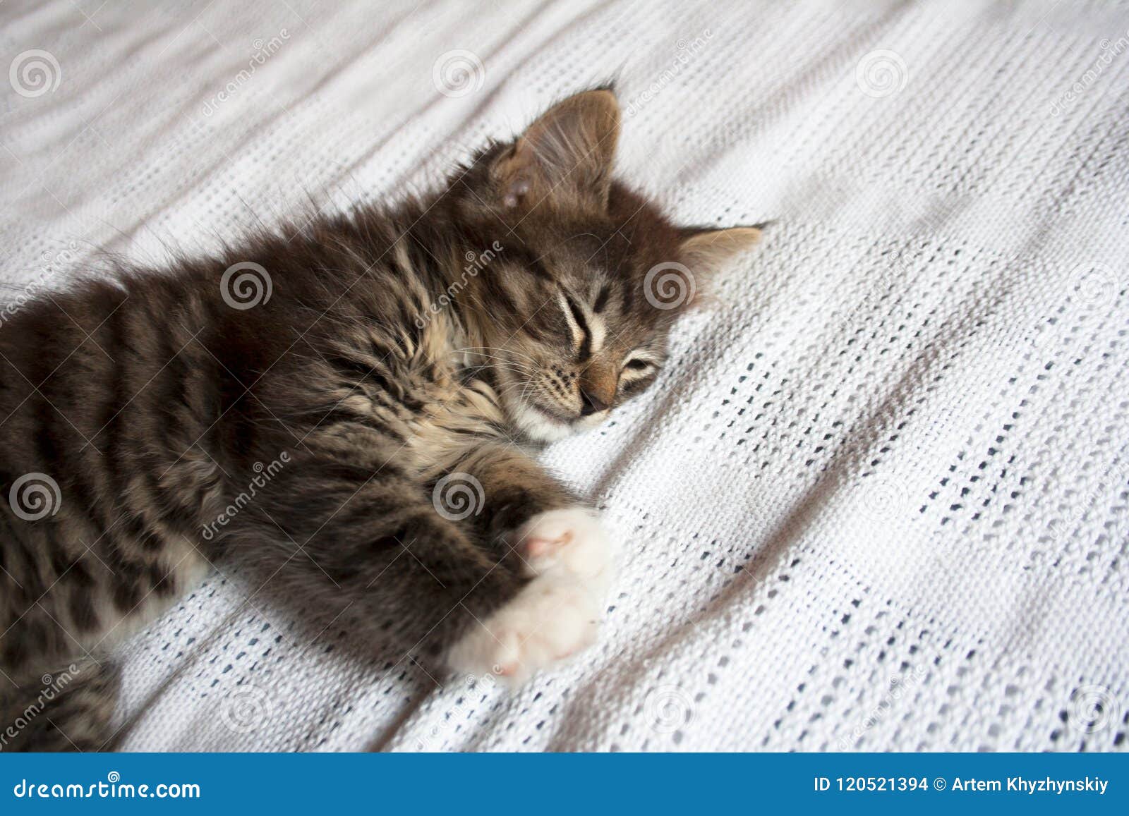 Chaton Mignon Dormant Sur La Couverture Blanche Photo stock - Image du ...