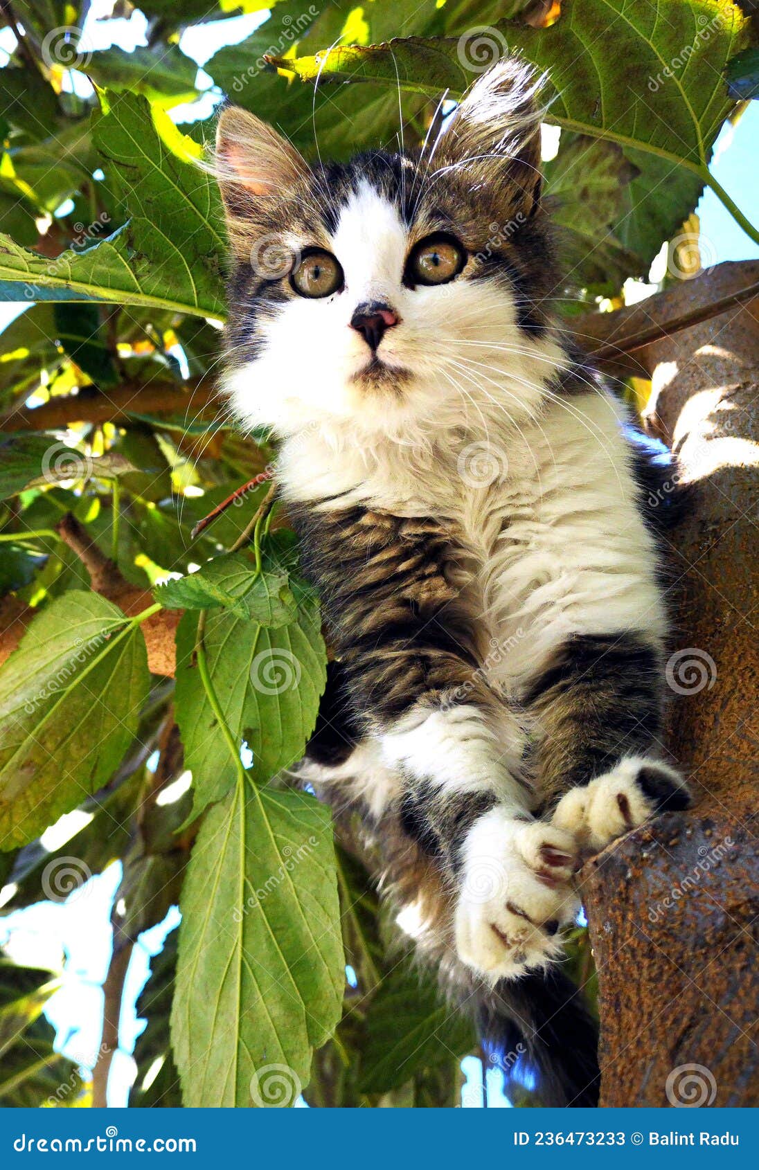 Chaton mignon sur l'arbre image stock. Image du minou - 236473233