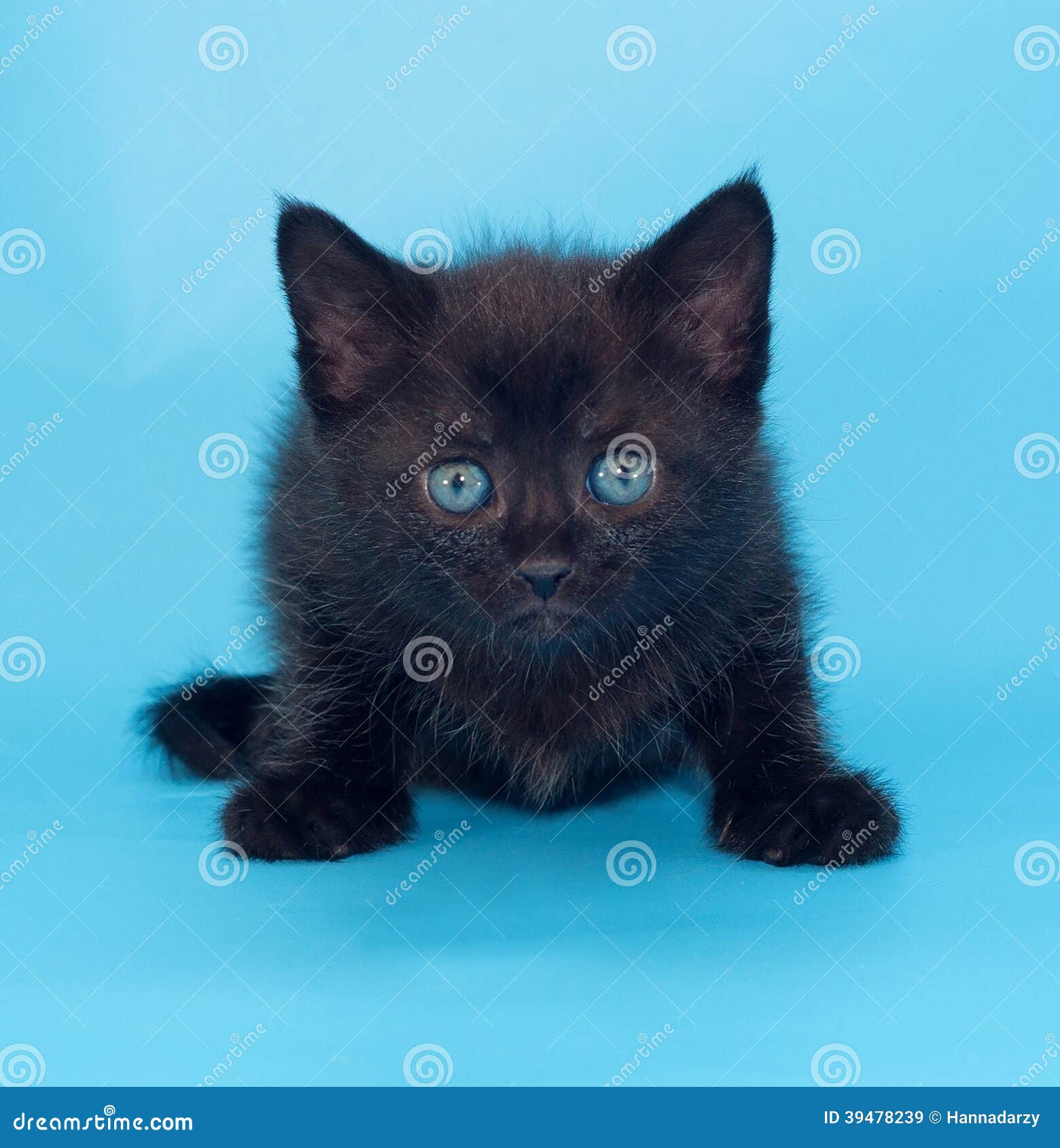 Chaton Noir Avec Des Yeux Bleus Image stock - Image du drôle, pets ...