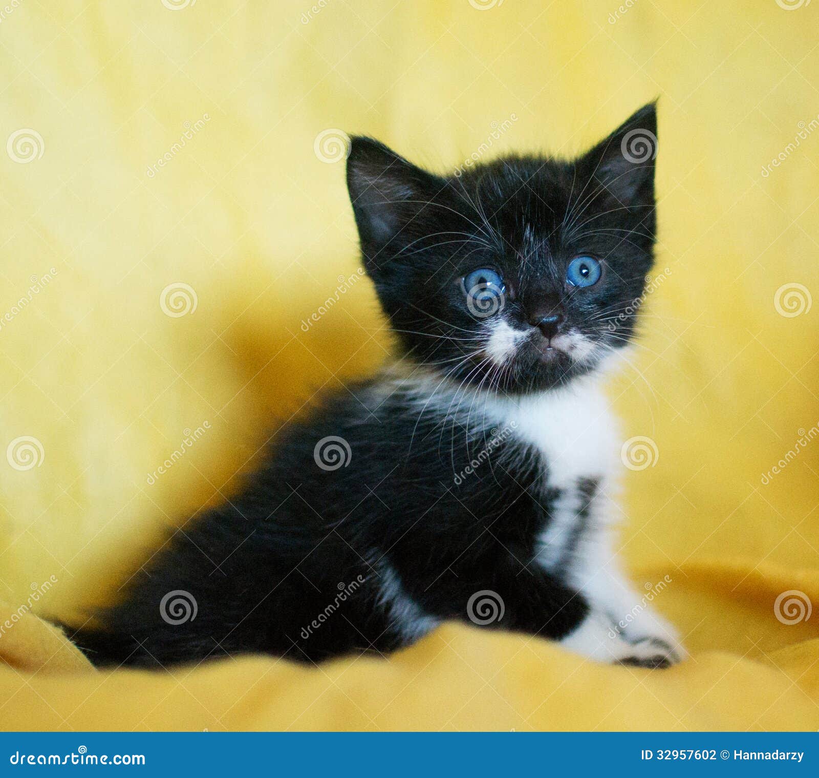 Chaton Noir Et Blanc Avec Des Yeux Bleus Photo stock - Image du chéri ...